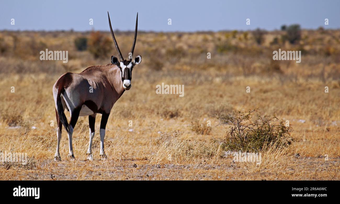 Botsuana central kalahari hi-res stock photography and images - Alamy