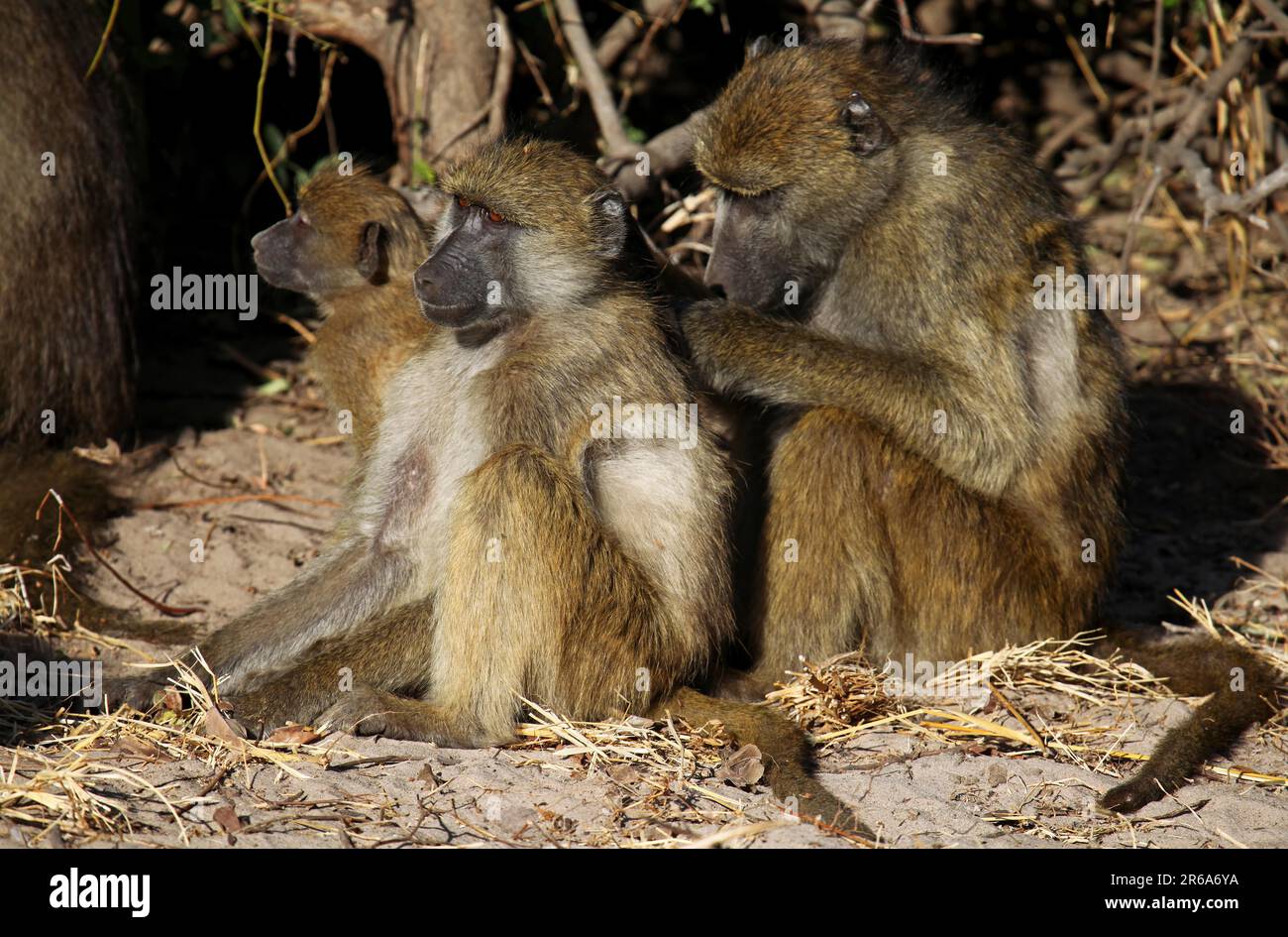 Yellow baboons (papio cynocephalus), yellow baboons, Chobe, Botswana ...
