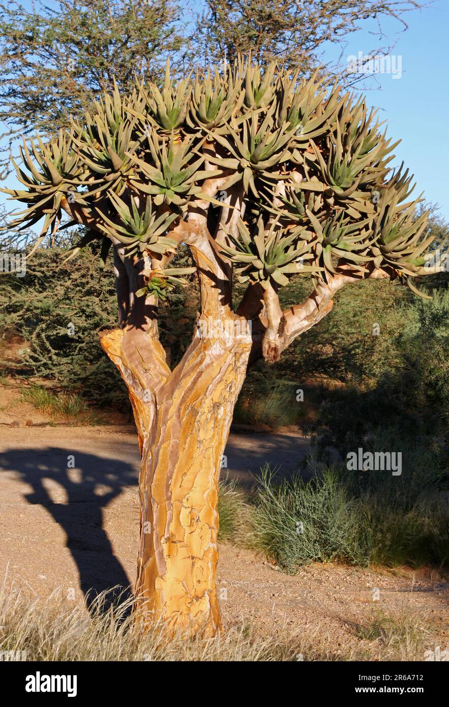 South african desert plants hi-res stock photography and images - Alamy