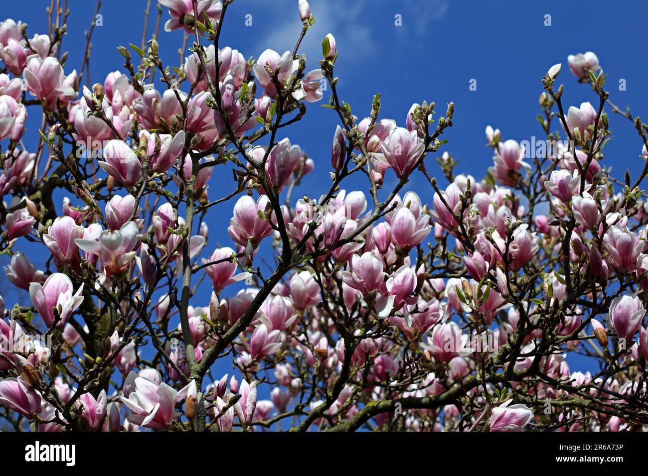 Tulpenbaum, Tulpenmagnolie im Fr Stock Photo - Alamy