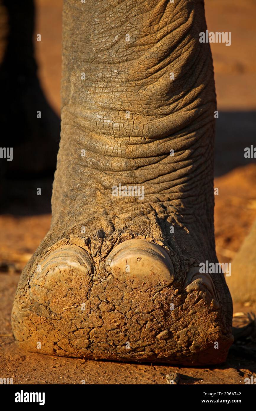 Elephant toe hi-res stock photography and images - Alamy