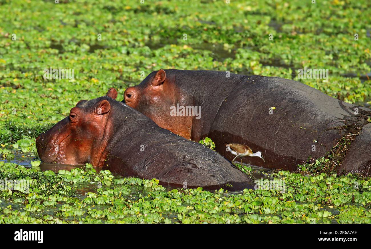 Hippos at South Luangwa National Park, Zambia, Hippos at South Luangwa ...