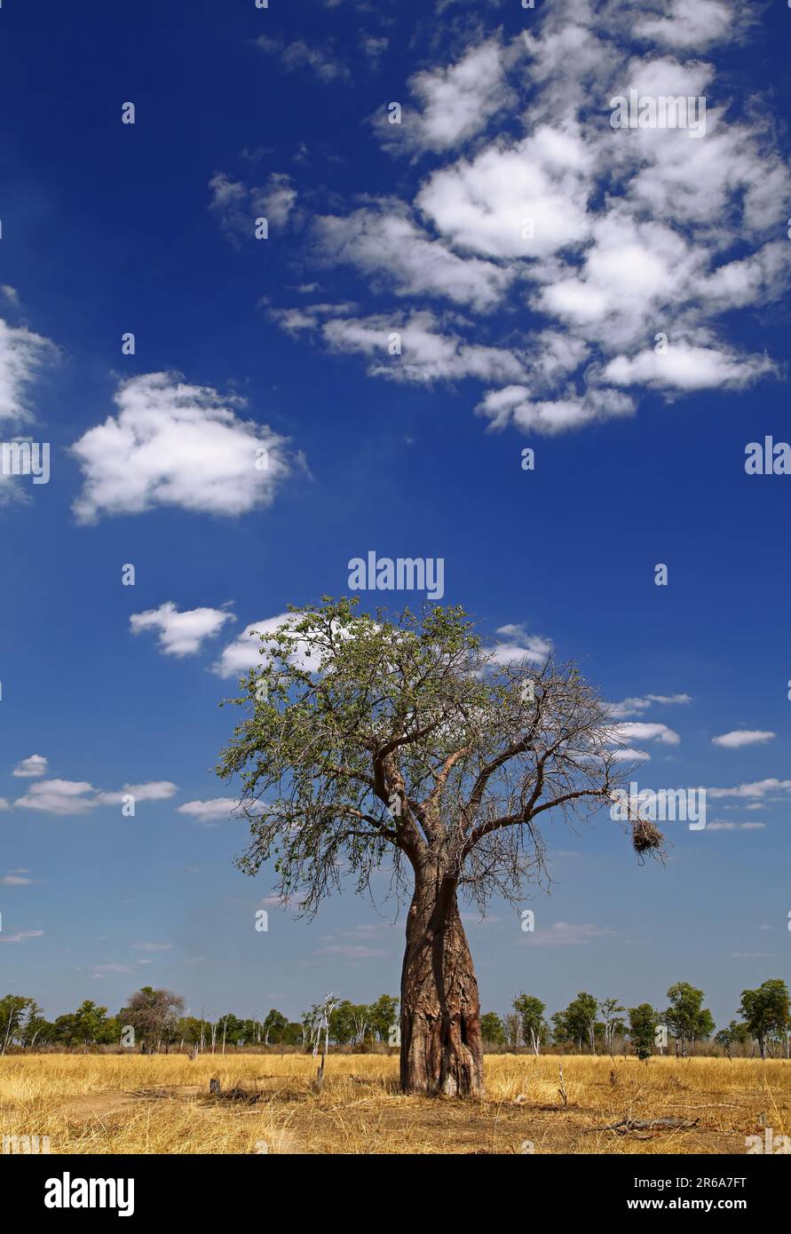 Landscape with Baobab in South Luangwa National Park, Nsefu Sector ...