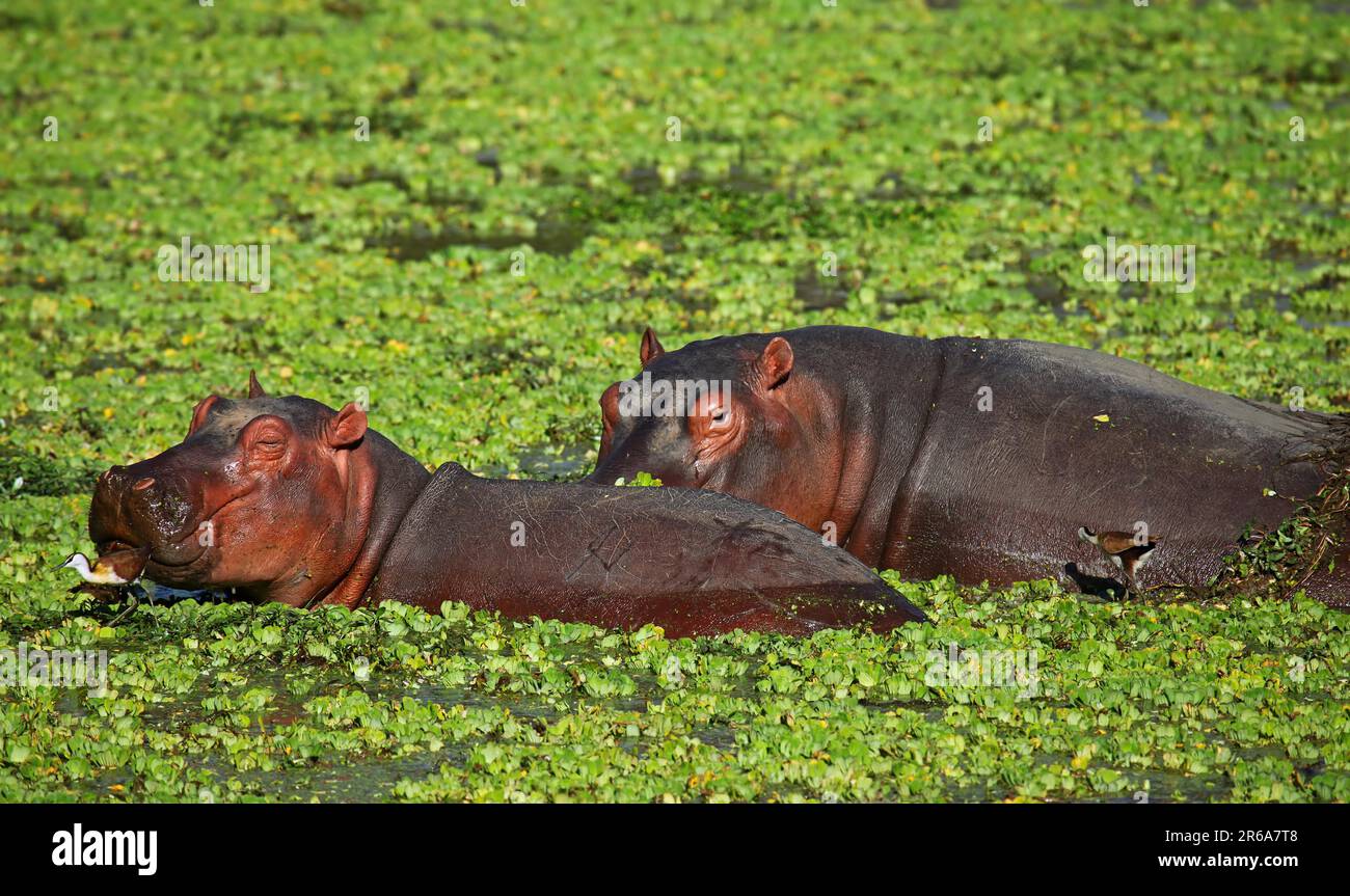 Hippos at South Luangwa National Park, Zambia, Hippos at South Luangwa ...
