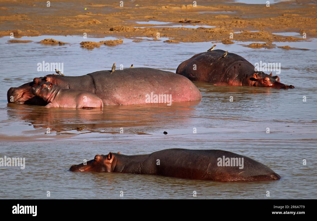 Hippos at South Luangwa National Park, Zambia, Hippos at South Luangwa ...
