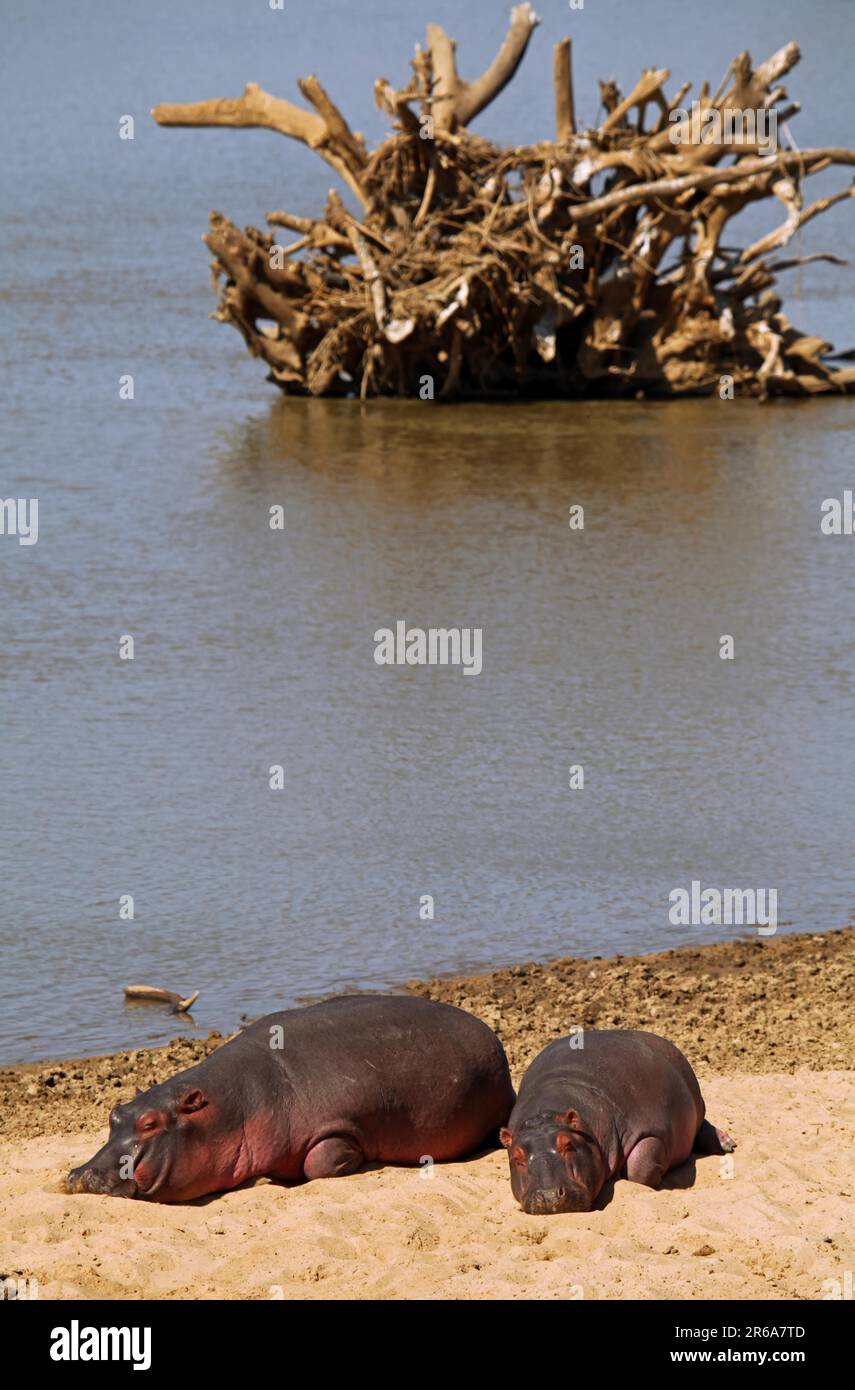 Hippos at South Luangwa National Park, Zambia, Hippos at South Luangwa ...
