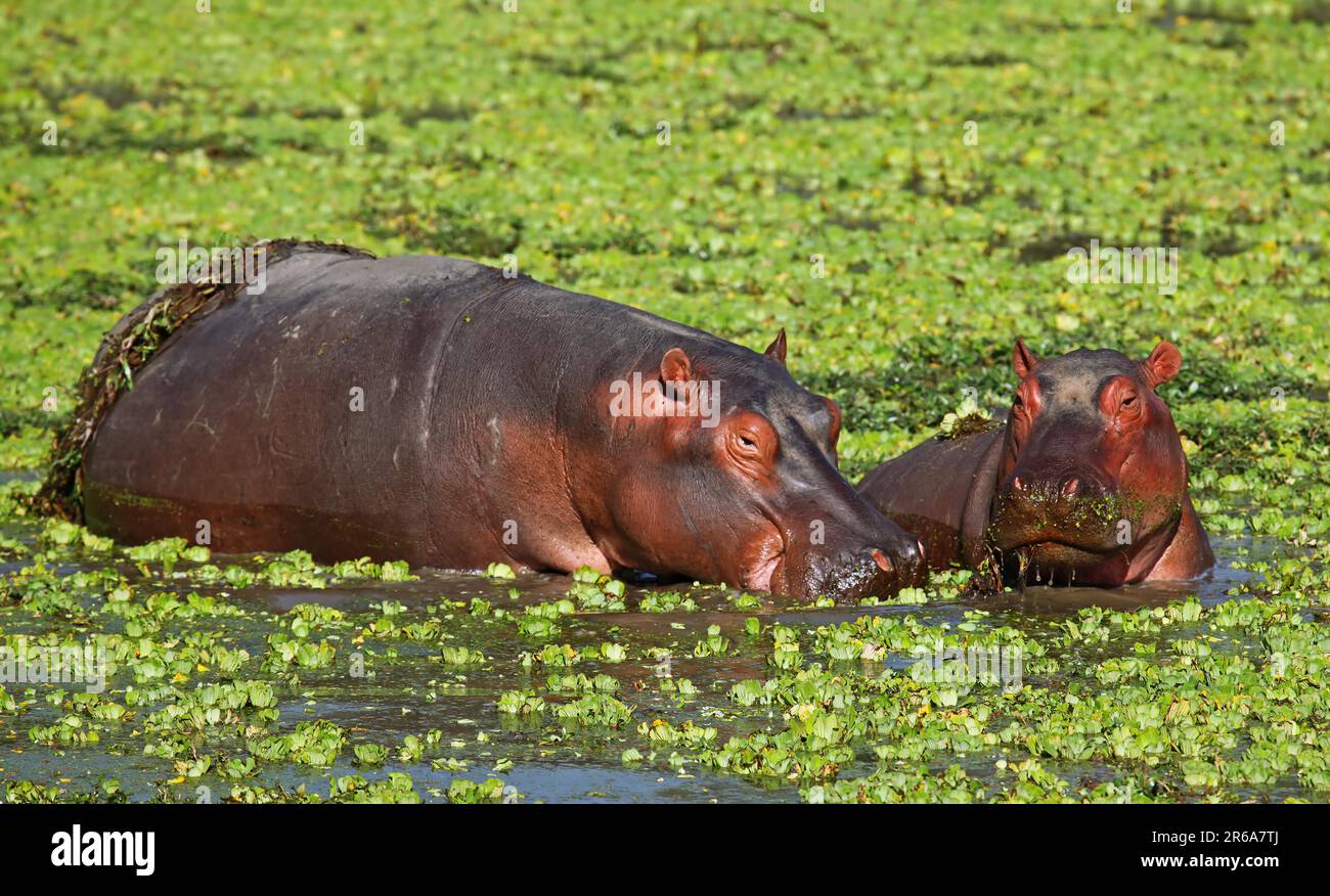 Hippos at South Luangwa National Park, Zambia, Hippos at South Luangwa ...