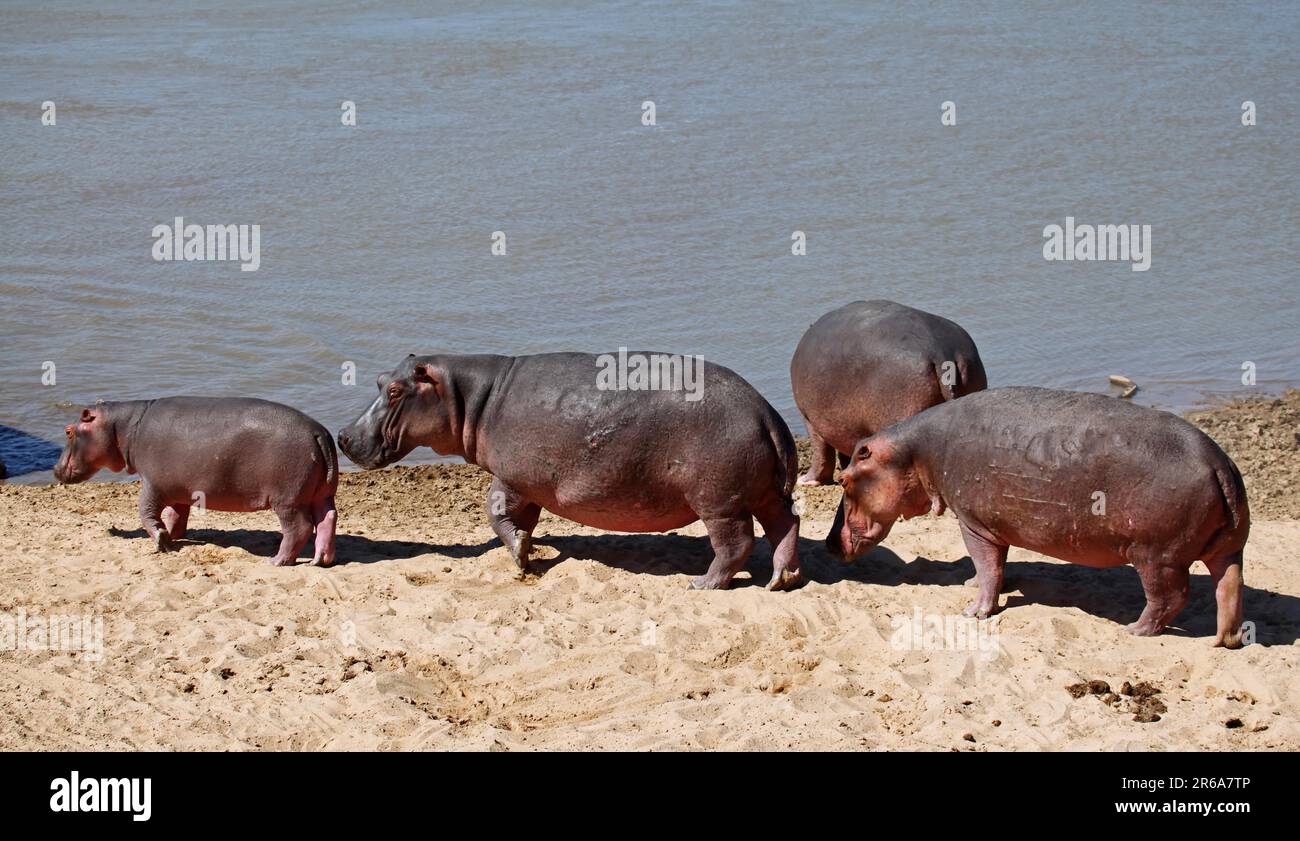 Hippos at South Luangwa National Park, Zambia, Hippos at South Luangwa ...