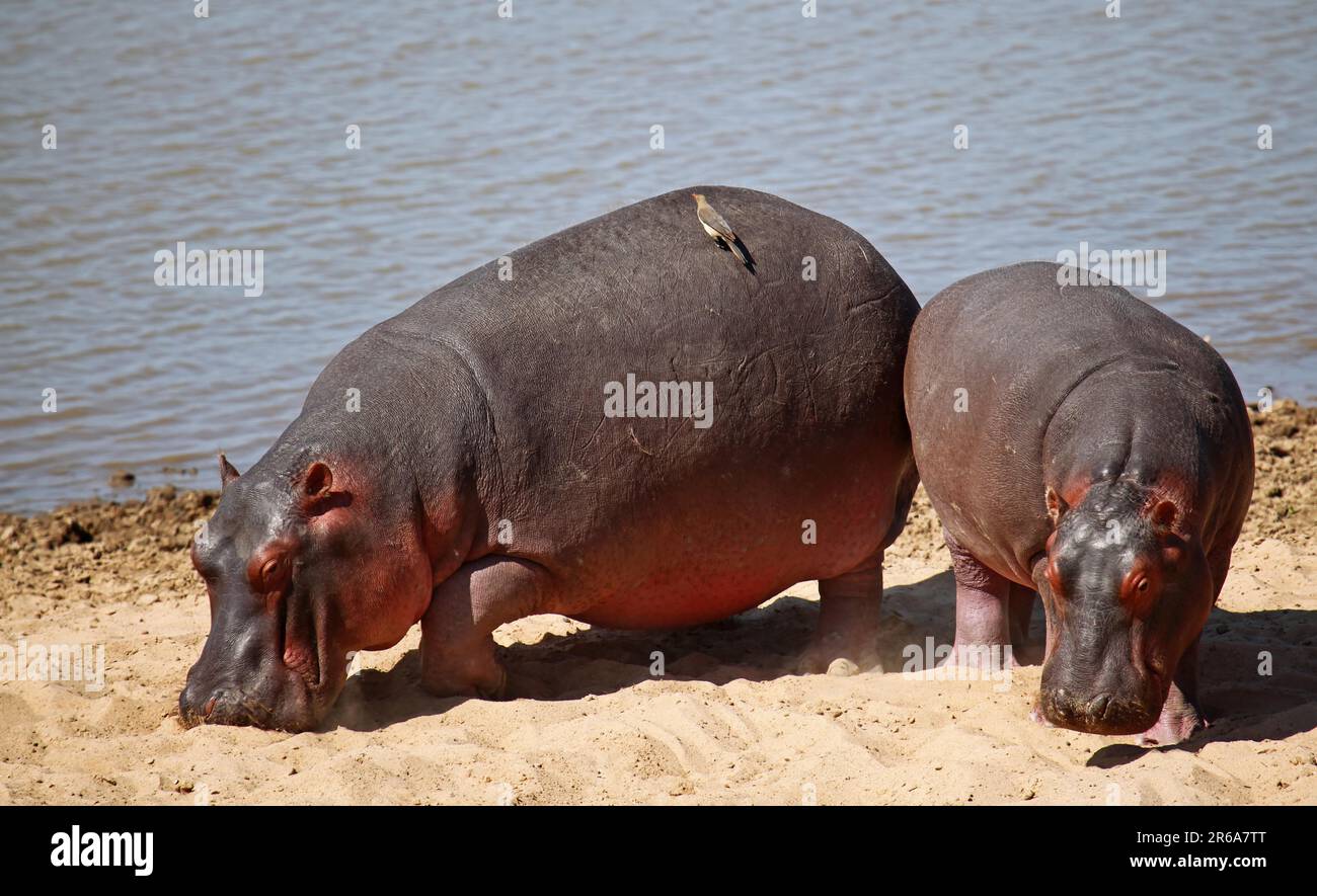 Hippos at South Luangwa National Park, Zambia, Hippos at South Luangwa ...