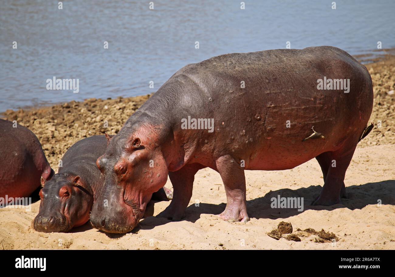 Hippos at South Luangwa National Park, Zambia, Hippos at South Luangwa ...