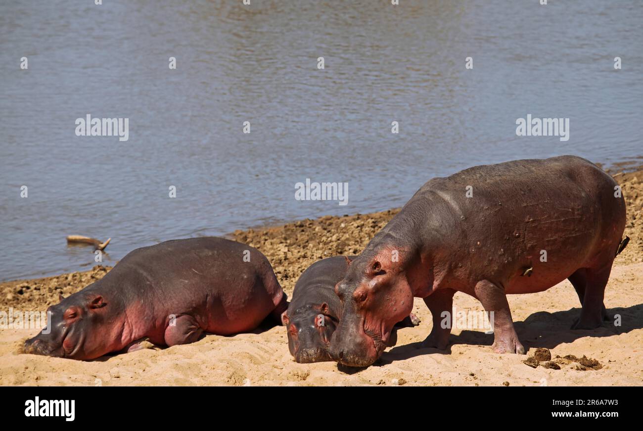 Hippos at South Luangwa National Park, Zambia, Hippos at South Luangwa ...