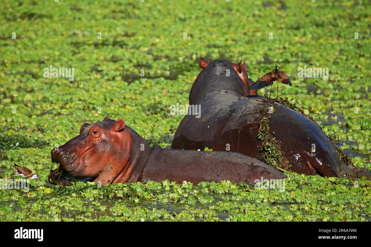 Hippos at South Luangwa National Park, Zambia, Hippos at South Luangwa ...