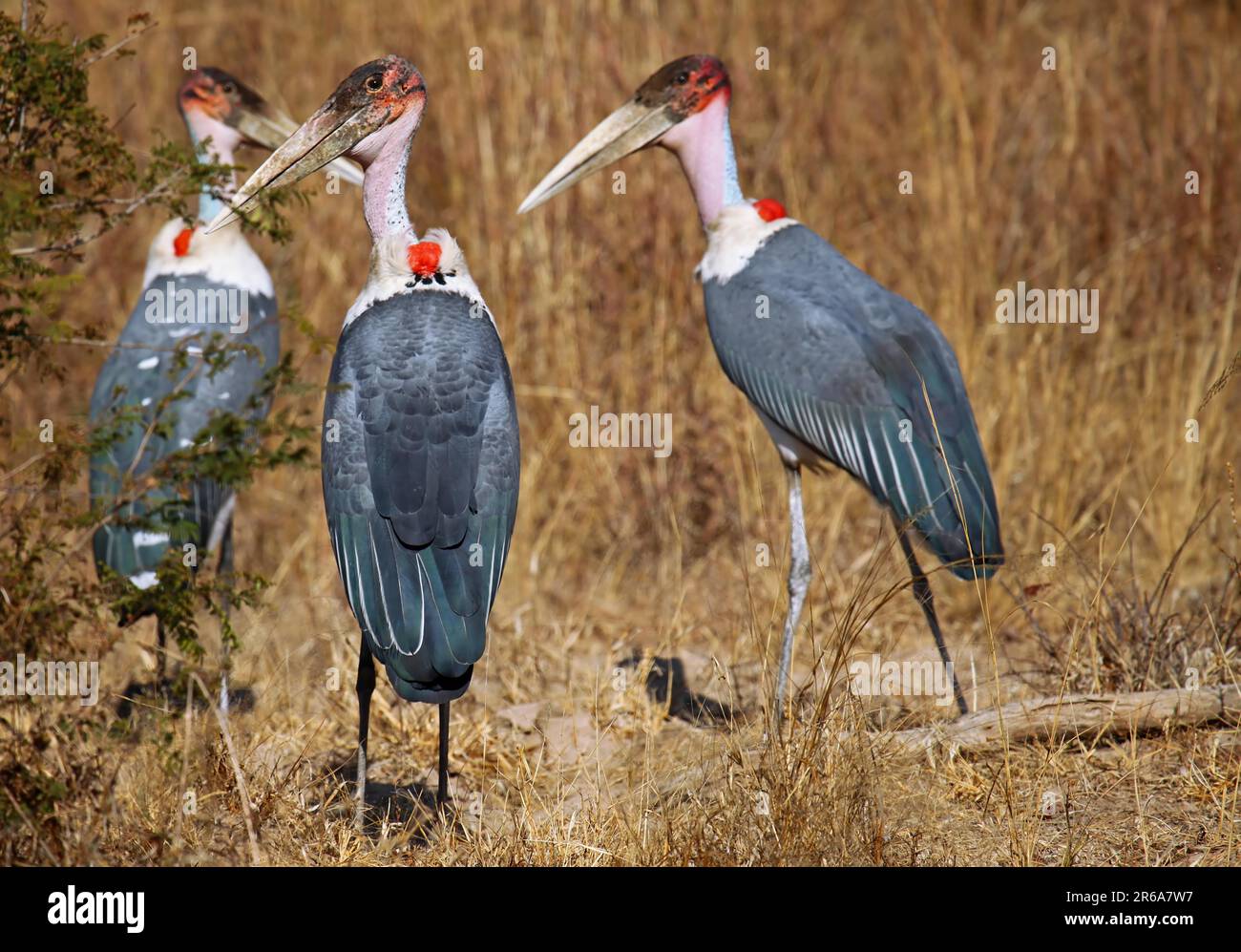 Marabou storks (Leptoptilos crumeniferus), wildlife in Kafue National Park, Zambia, marabous in ...