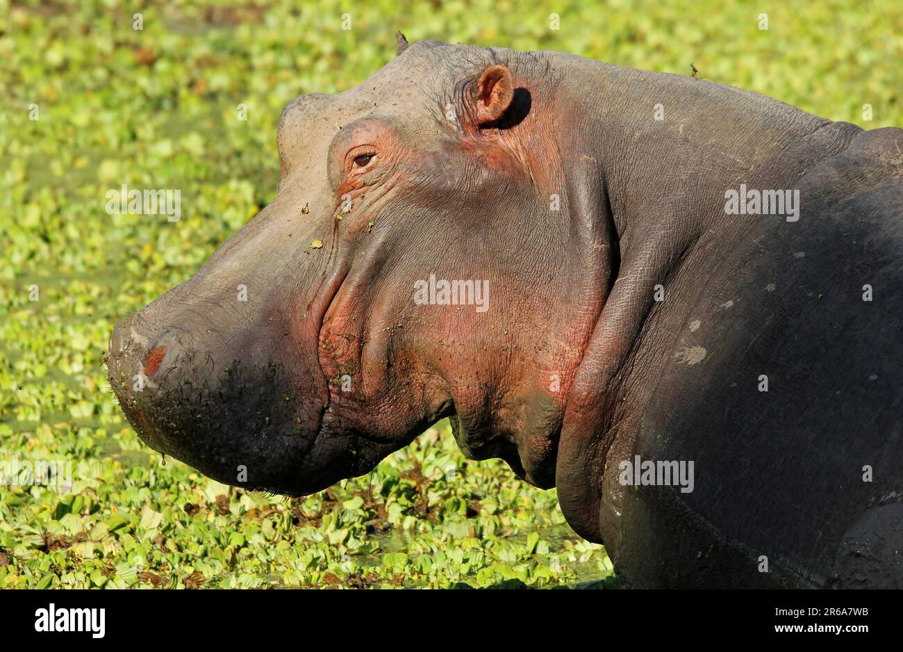 Hippo at South Luangwa National Park, Zambia, Hippo at South Luangwa ...
