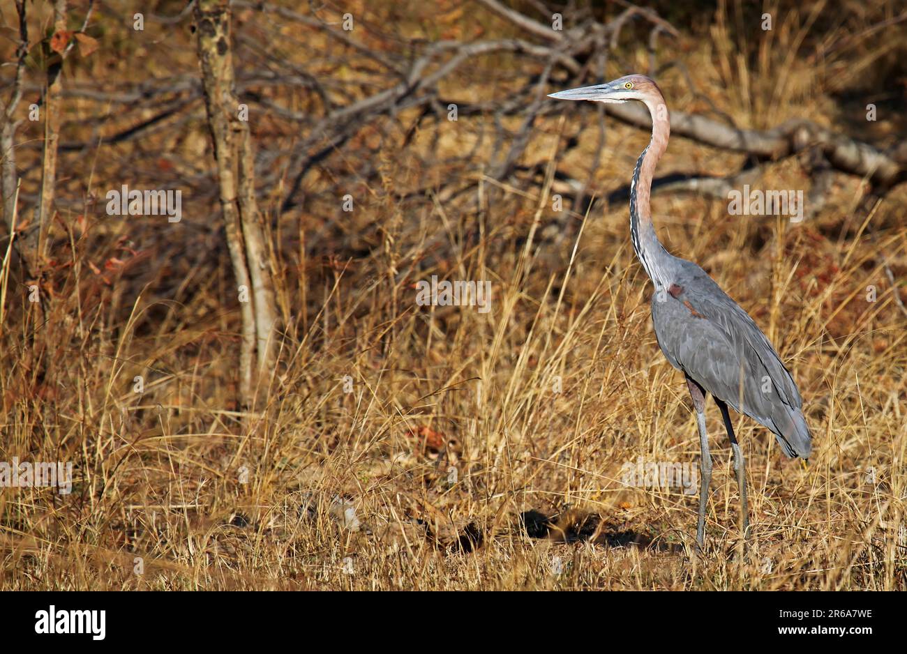 Goliath heron (Ardea goliath), wildlife in Kafue National Park, Zambia ...