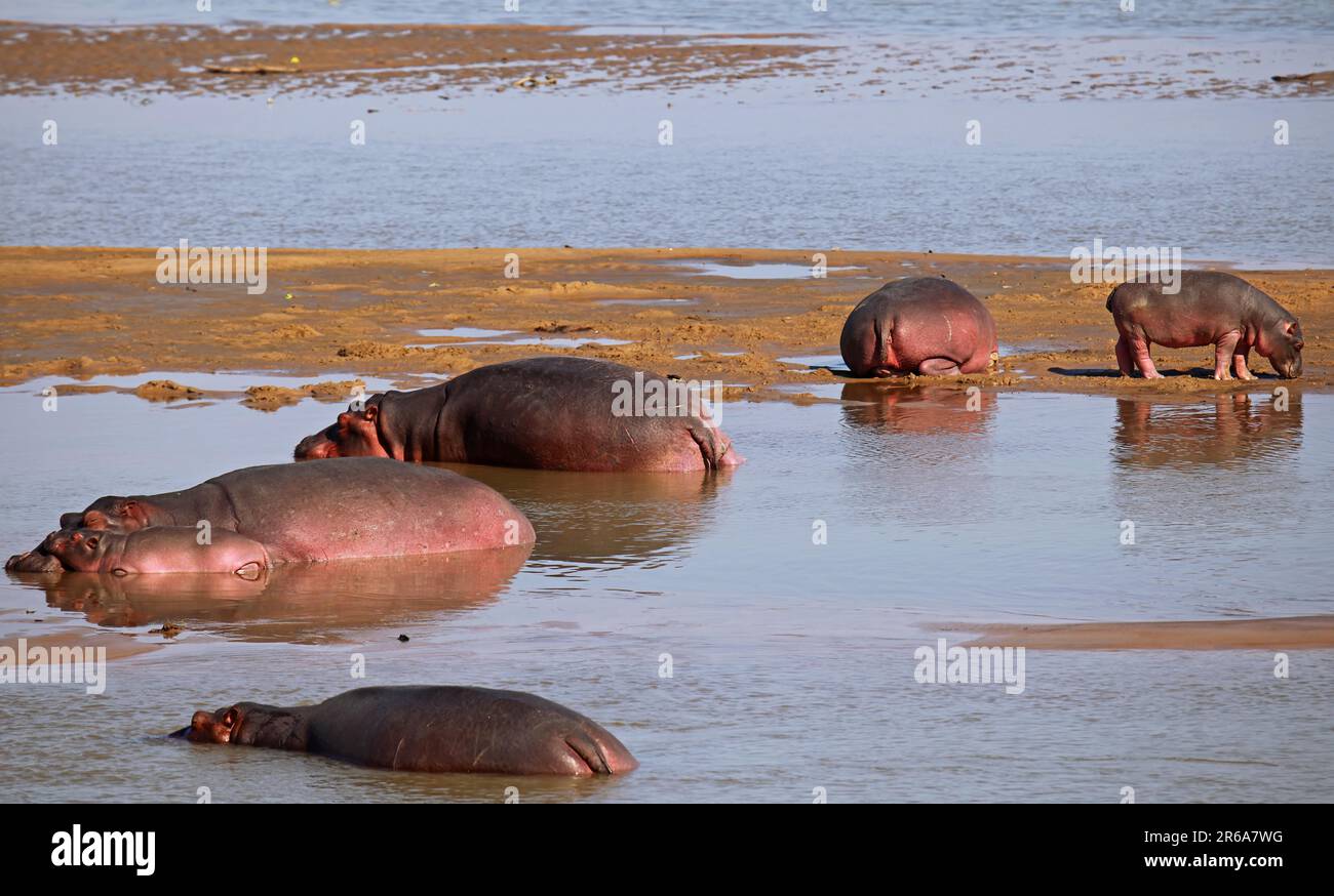 Hippos at South Luangwa National Park, Zambia, Hippos at South Luangwa ...