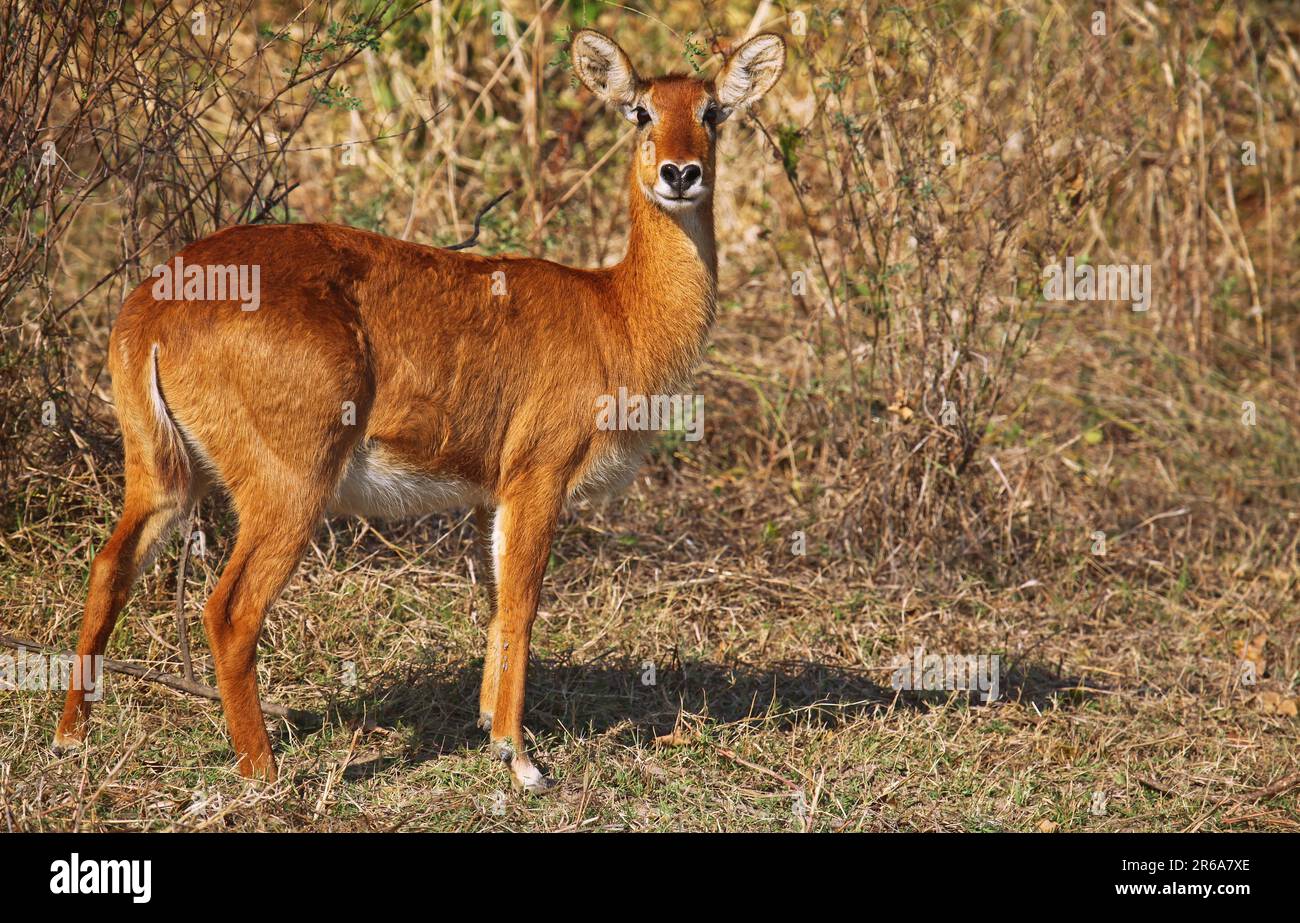 Animal puku wildlife hi-res stock photography and images - Alamy