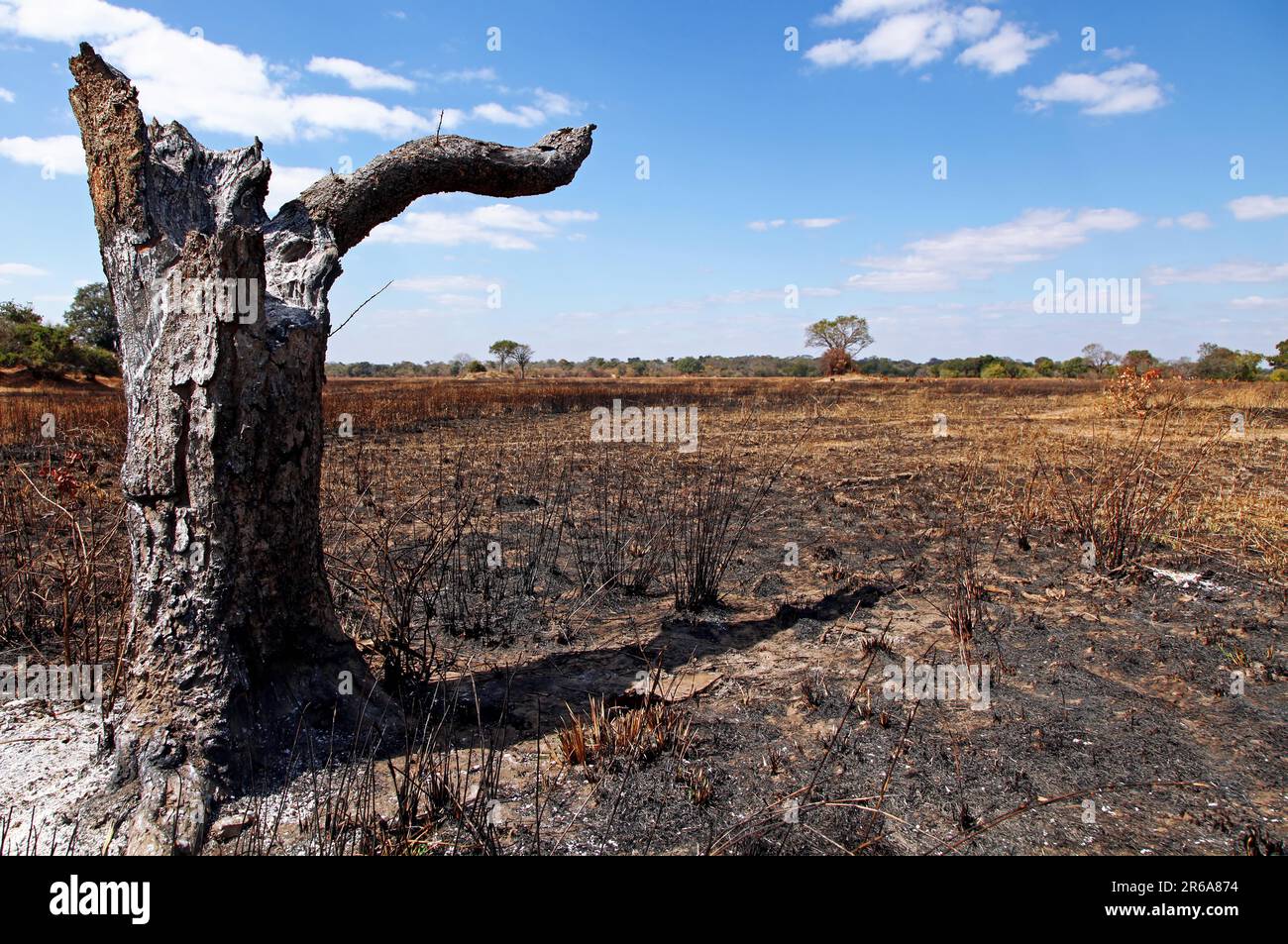 Nach dem Buschbrand im Kafue National Park, Zambia, after bush fire at ...