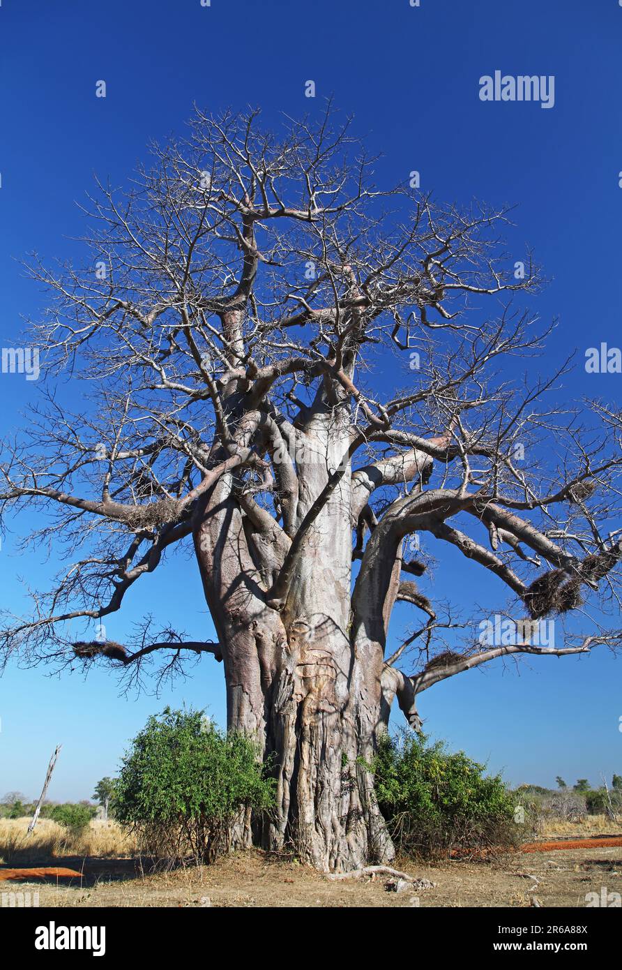 Luangwan national park hi-res stock photography and images - Alamy