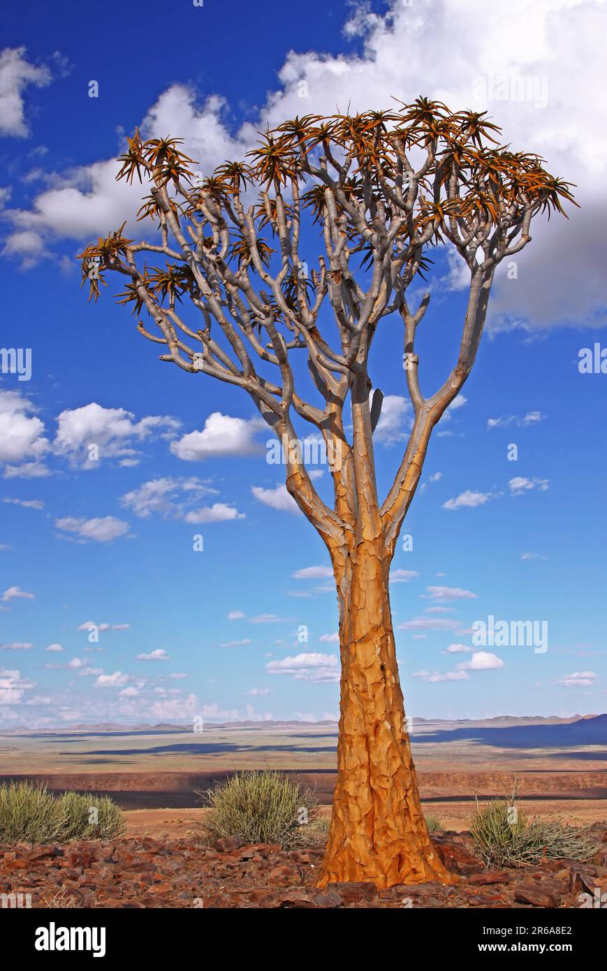 Desert fish hi-res stock photography and images - Alamy