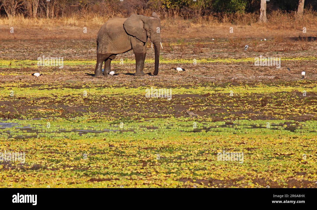 Nature paradise South Luangwa National Park, Zambia, nature paradise in ...
