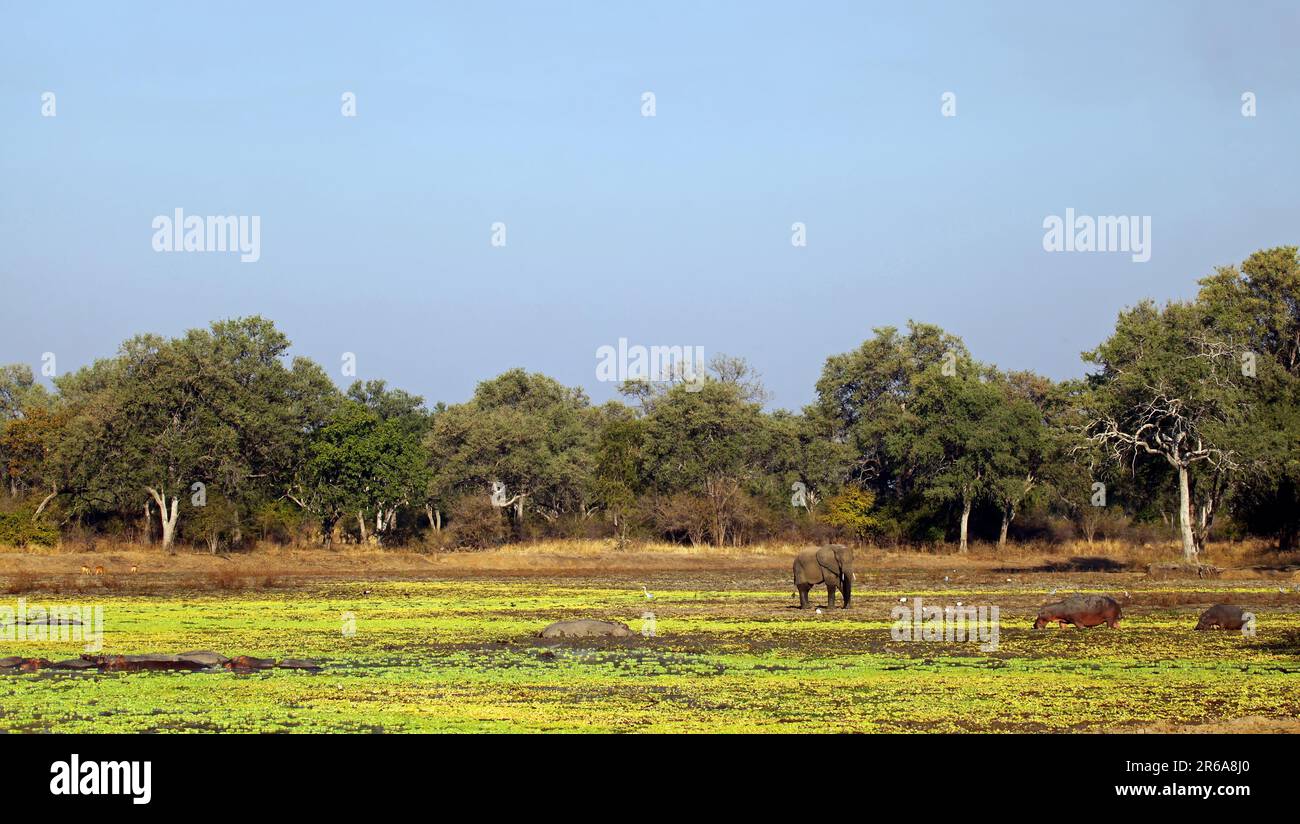 Nature paradise South Luangwa National Park, Zambia, nature paradise in ...