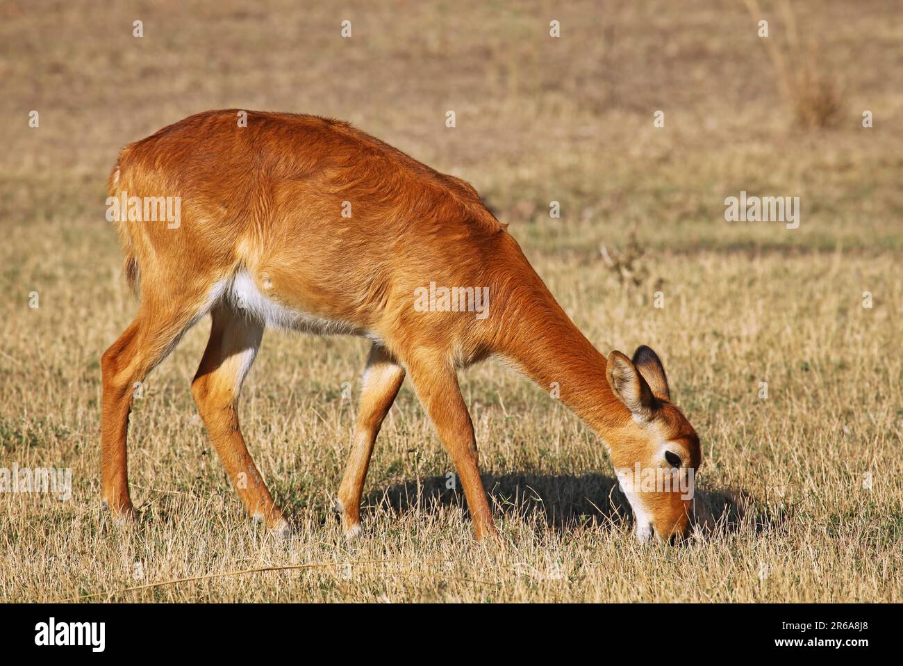 Animal puku wildlife hi-res stock photography and images - Alamy