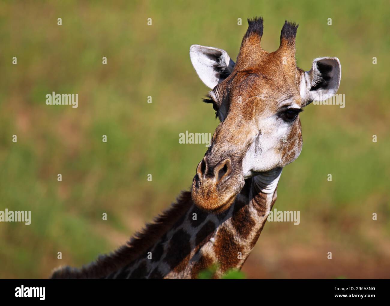 Giraffe grassland hi-res stock photography and images - Alamy