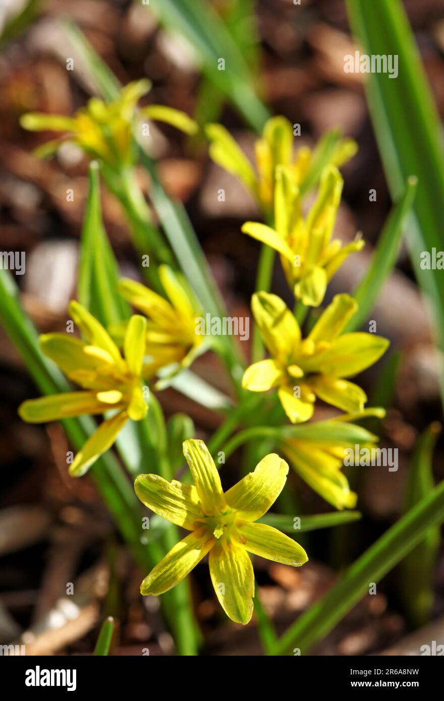 Filigree star hi-res stock photography and images - Alamy
