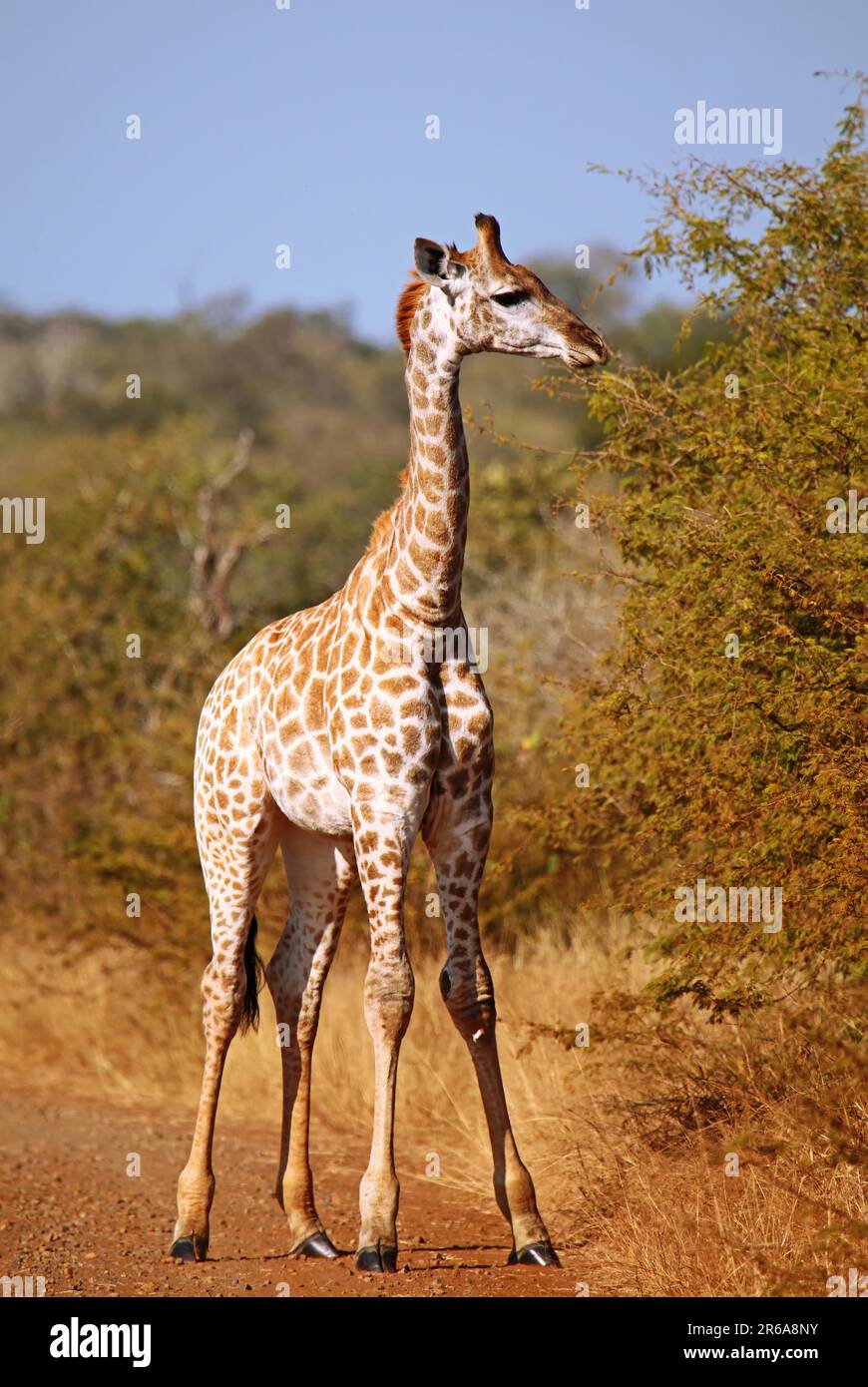 Kruger nationalpark giraffe hi-res stock photography and images - Alamy