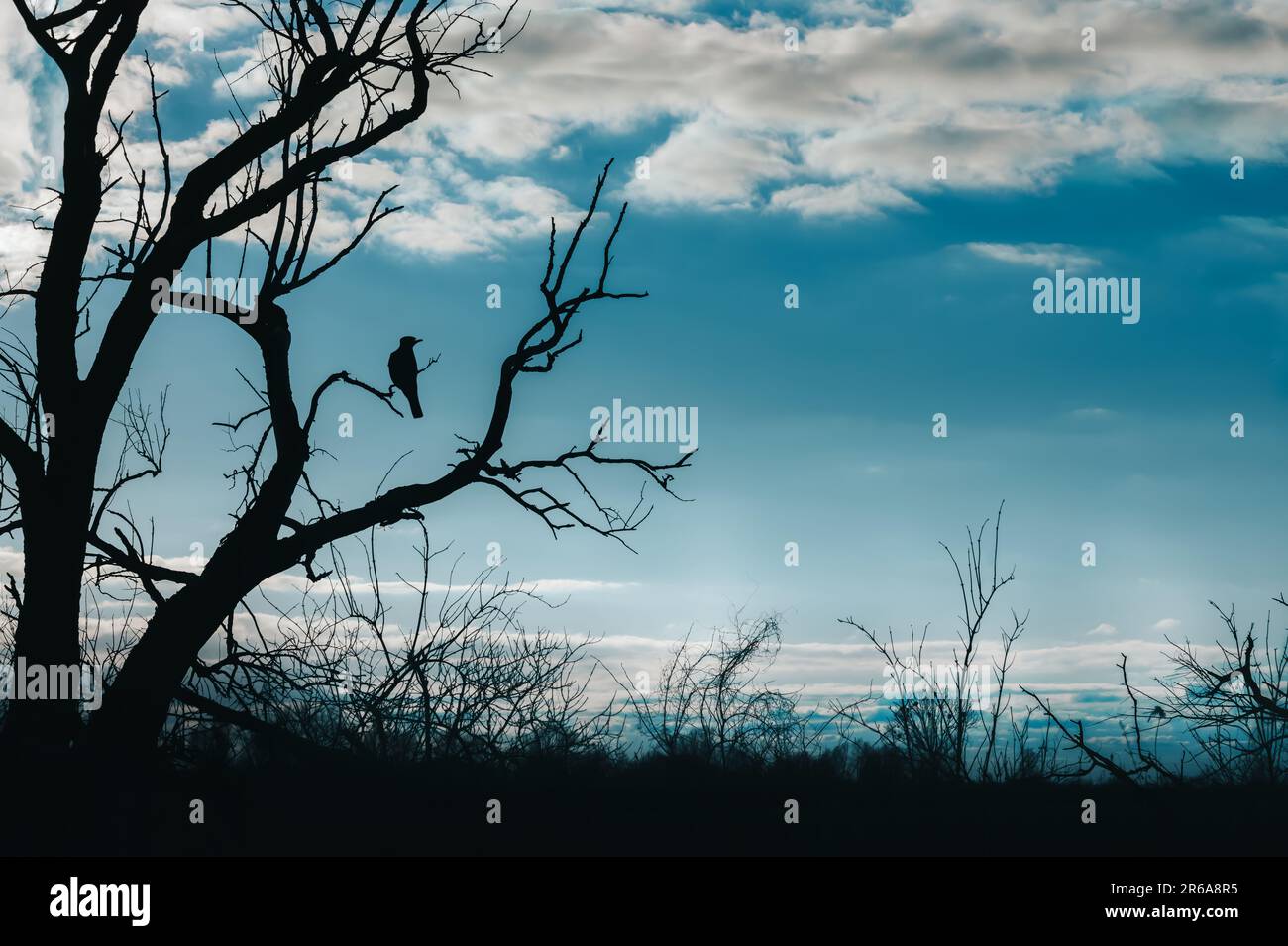gloomy landscape of a tree on which a raven sits Stock Photo - Alamy