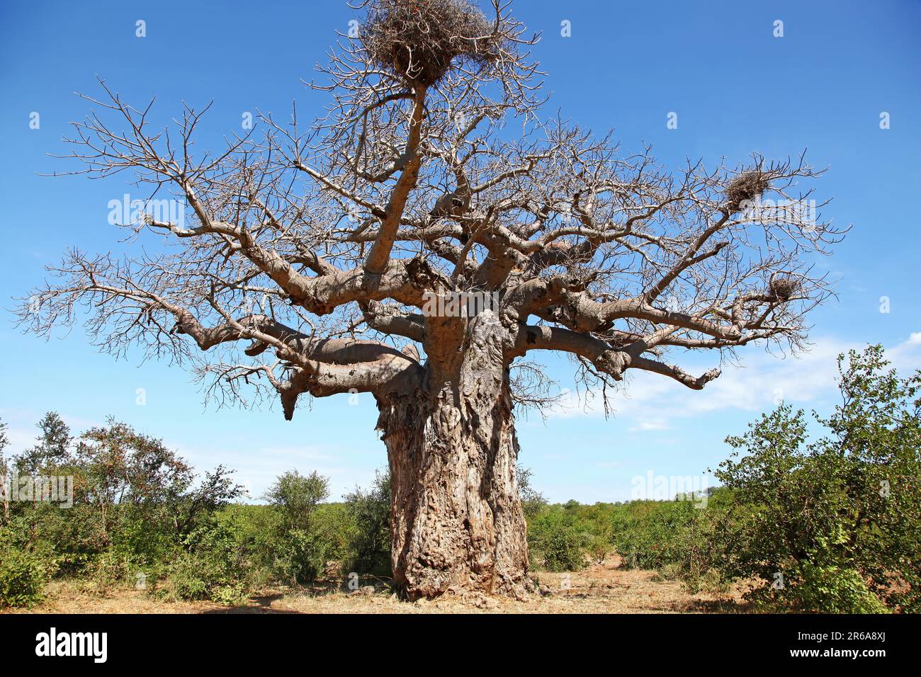 Affenbrotbaum, Kruger Nationalpark, S Stock Photo - Alamy