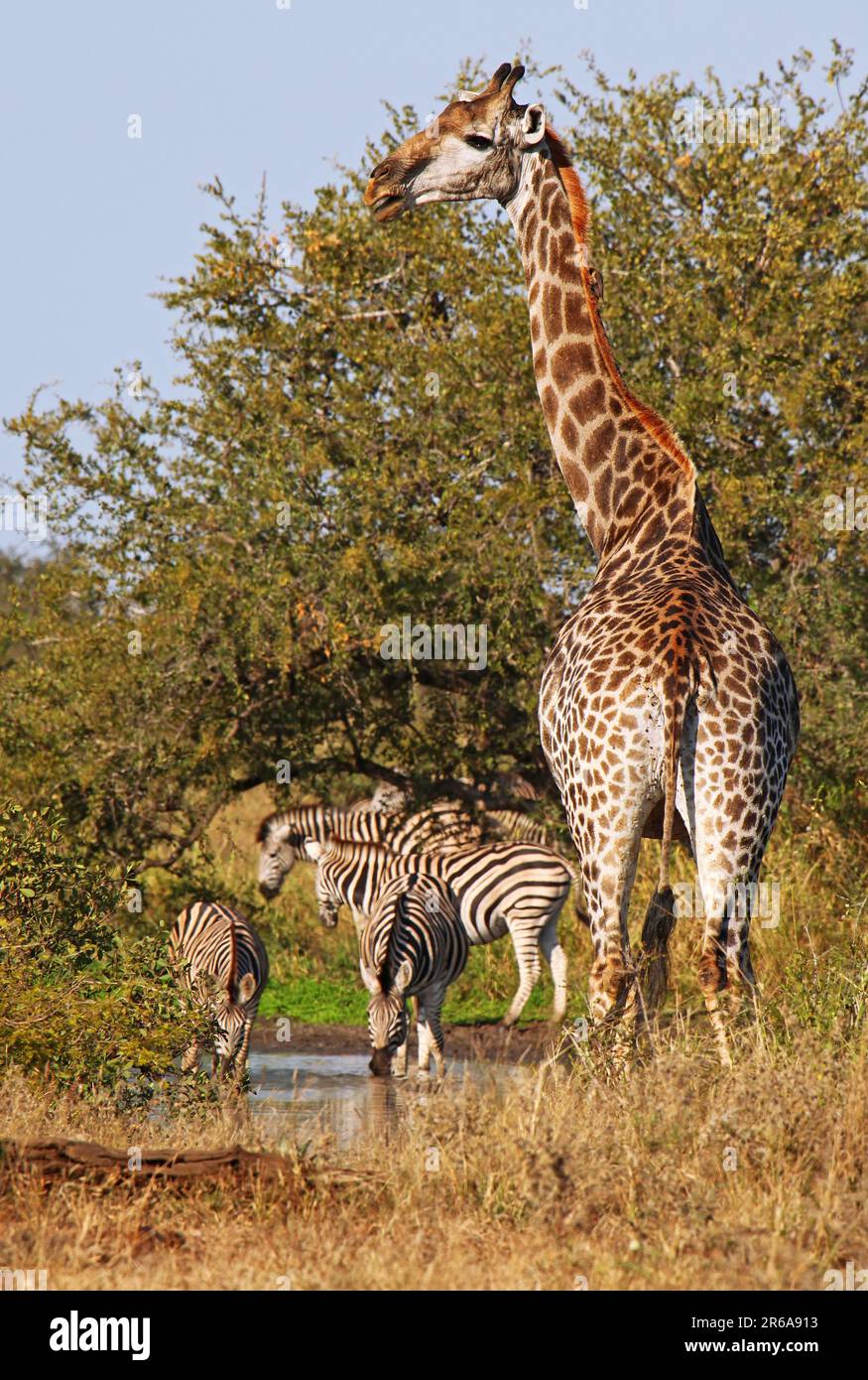Giraffe mit Zebras am Wasserloch im Kruger Nationalpark, S Stock Photo ...