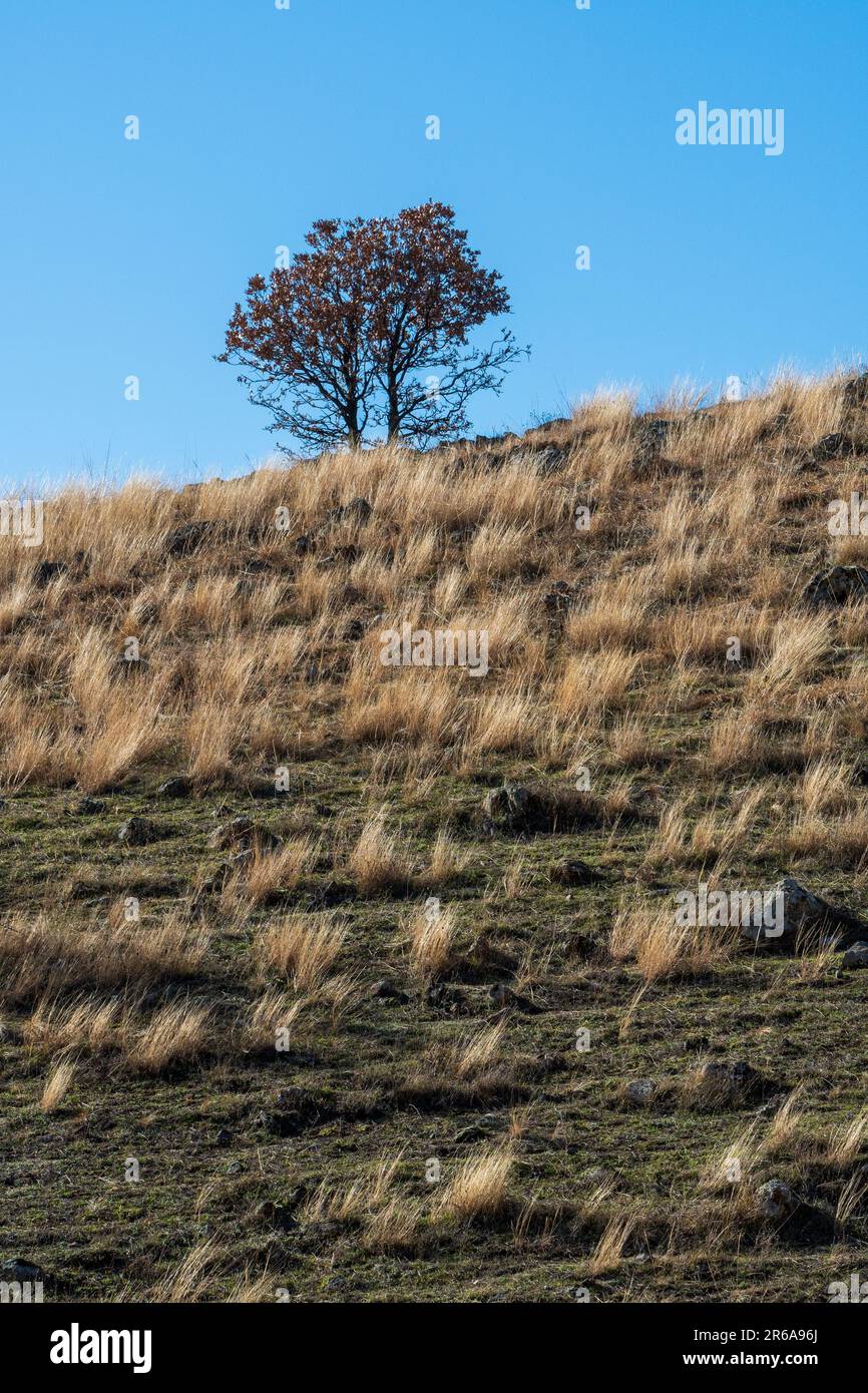 An isolated solitary tree standing atop a hill, presenting a clear and ...