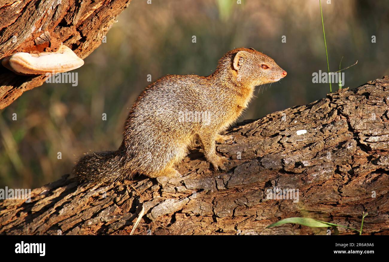 Manguste, Kruger Nationalpark, S Stock Photo - Alamy
