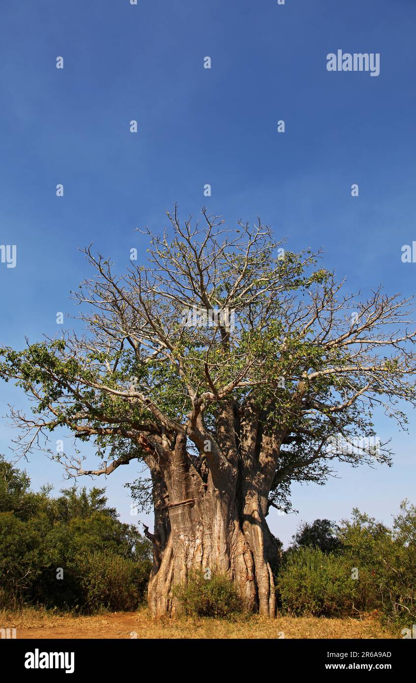 Affenbrotbaum, Kruger Nationalpark, S Stock Photo - Alamy