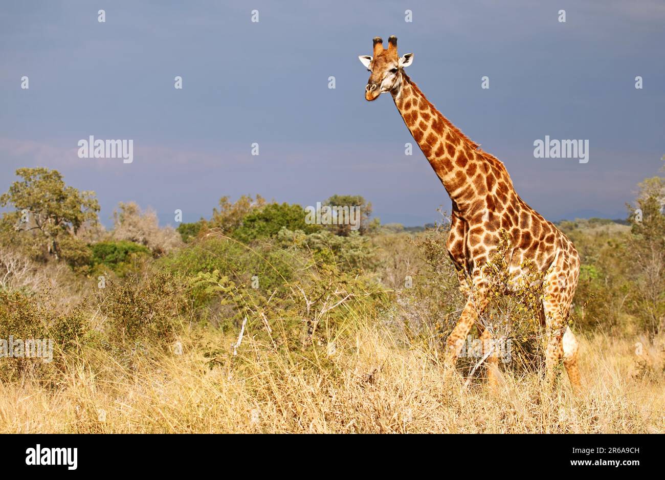 Giraffe grassland hi-res stock photography and images - Alamy