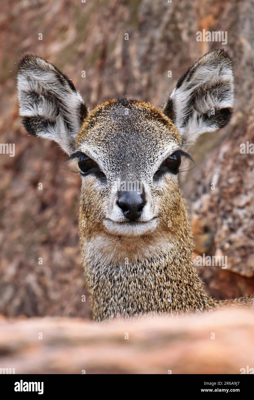 Cliff springer hi-res stock photography and images - Alamy
