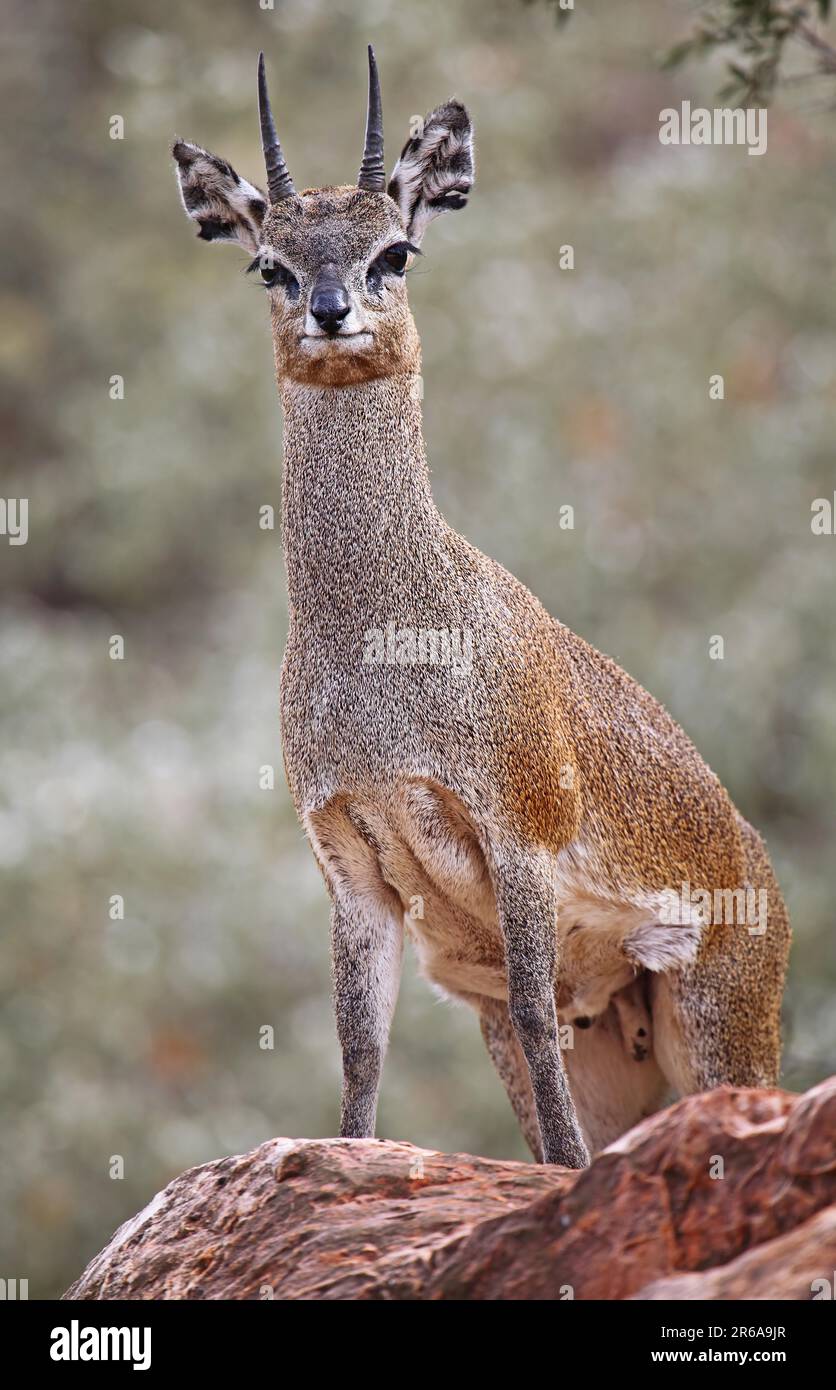 Klippspringer, Mapungubwe-Nationalpark, S Stock Photo - Alamy