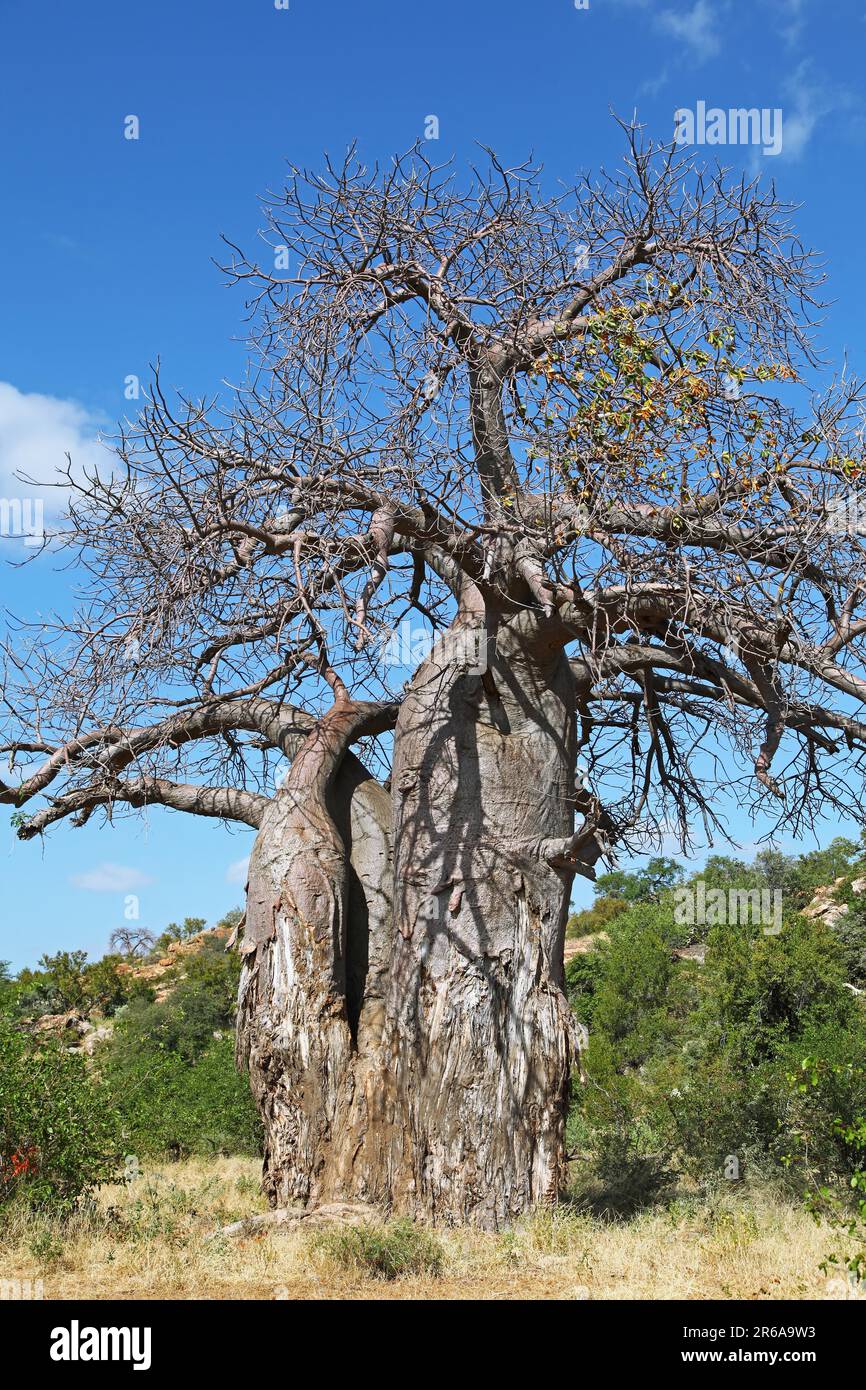 Affenbrotbaum, Mapungubwe-Nationalpark, S Stock Photo - Alamy