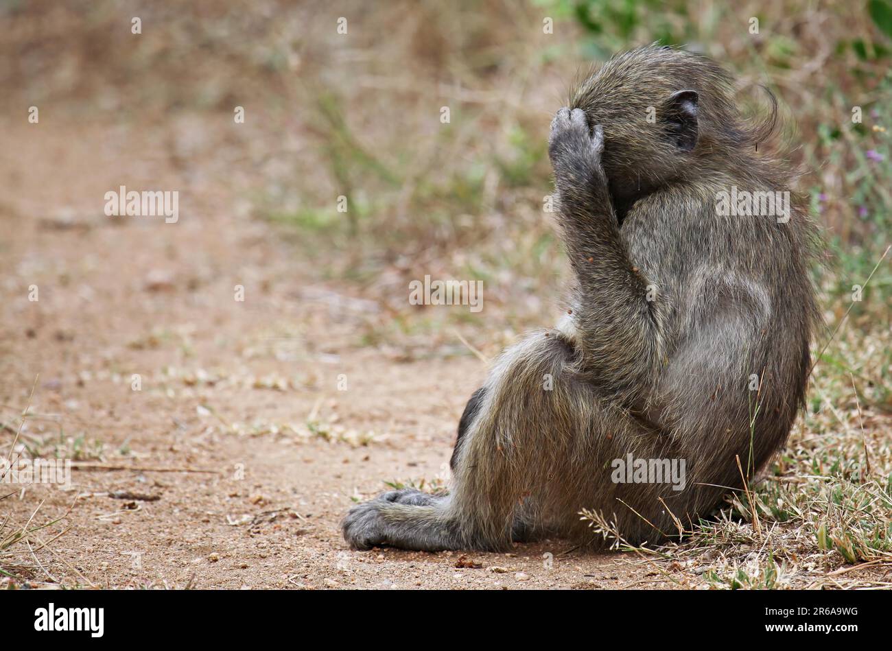 Der pavian hi-res stock photography and images - Alamy