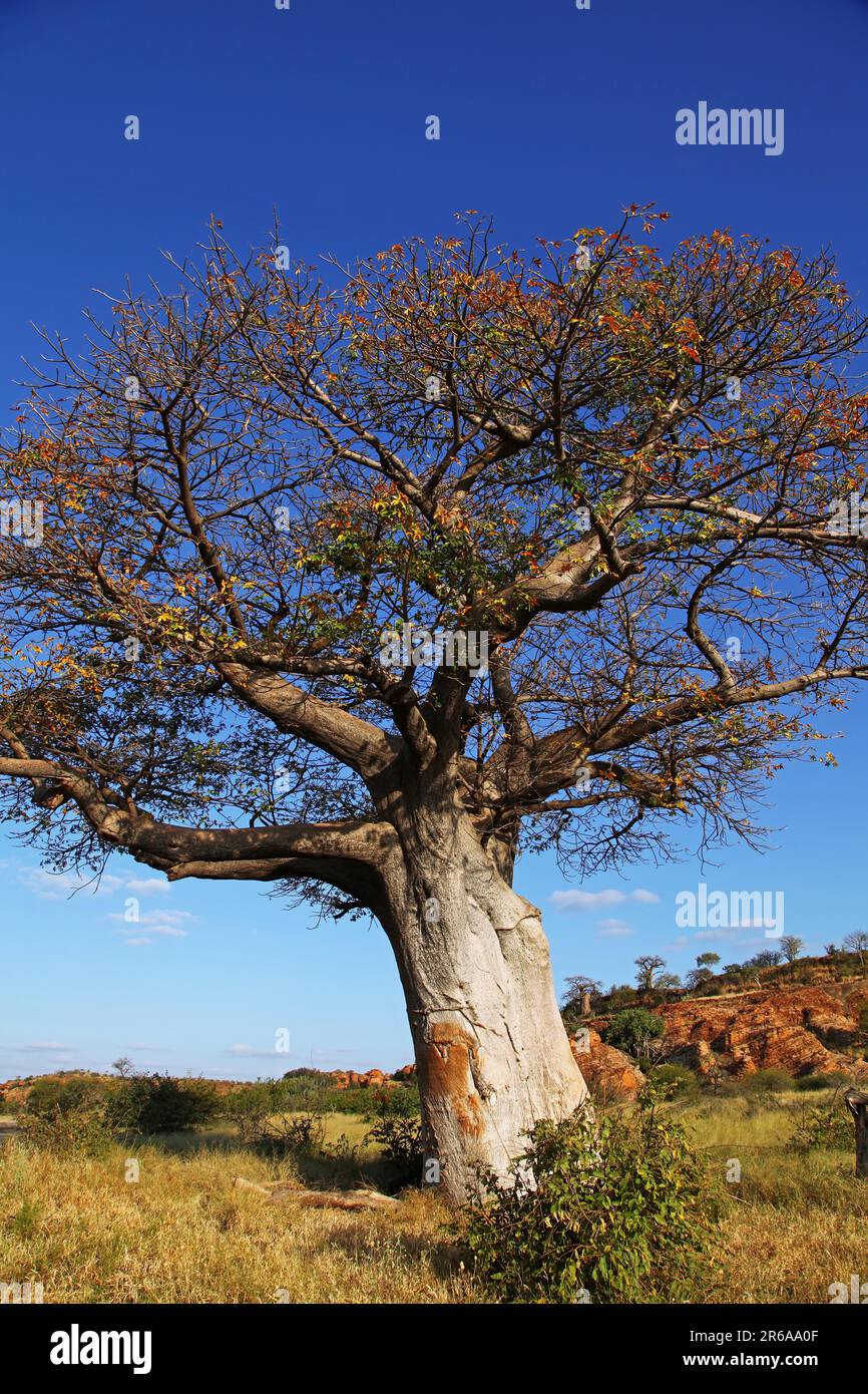 Affenbrotbaum, Mapungubwe-Nationalpark, S Stock Photo - Alamy