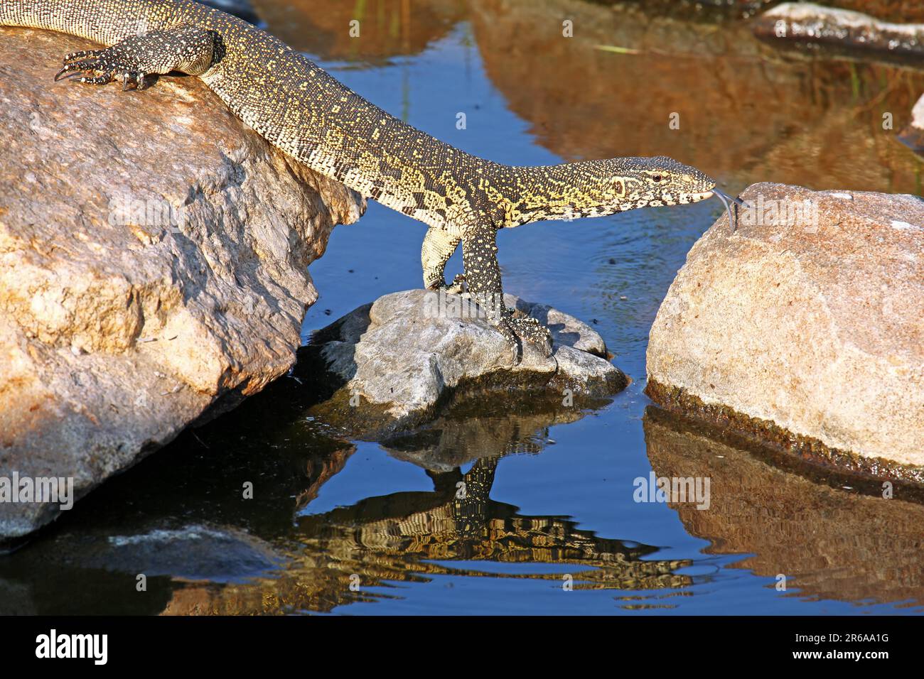 Nilwaran im Kruger Nationalpark, S Stock Photo - Alamy