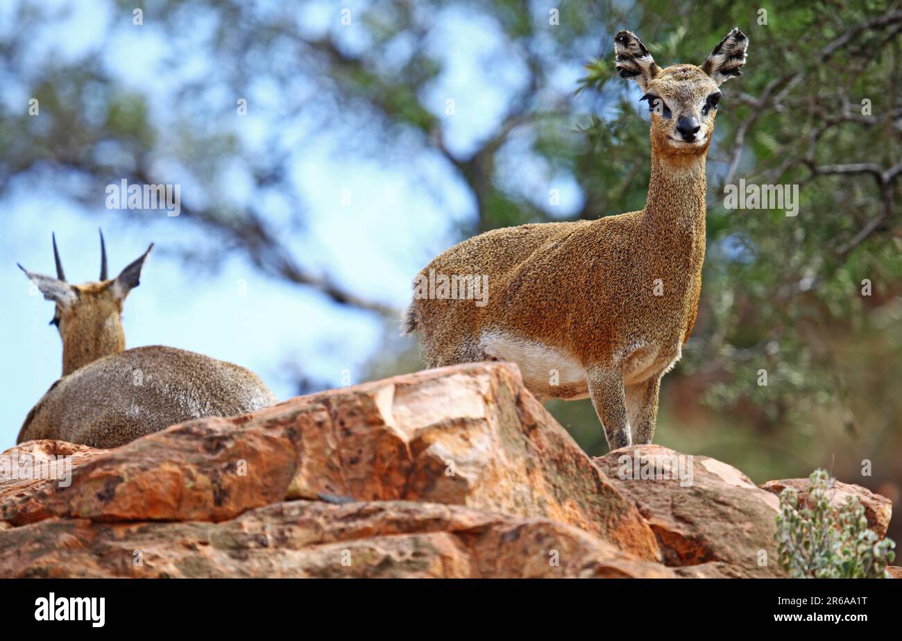 Klippspringer, Mapungubwe-Nationalpark, S Stock Photo - Alamy
