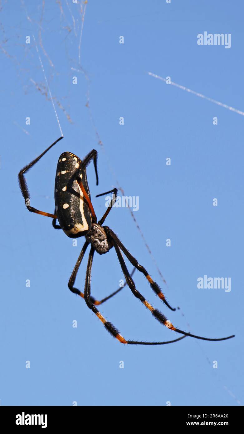 Radnetzspinne hi-res stock photography and images - Alamy