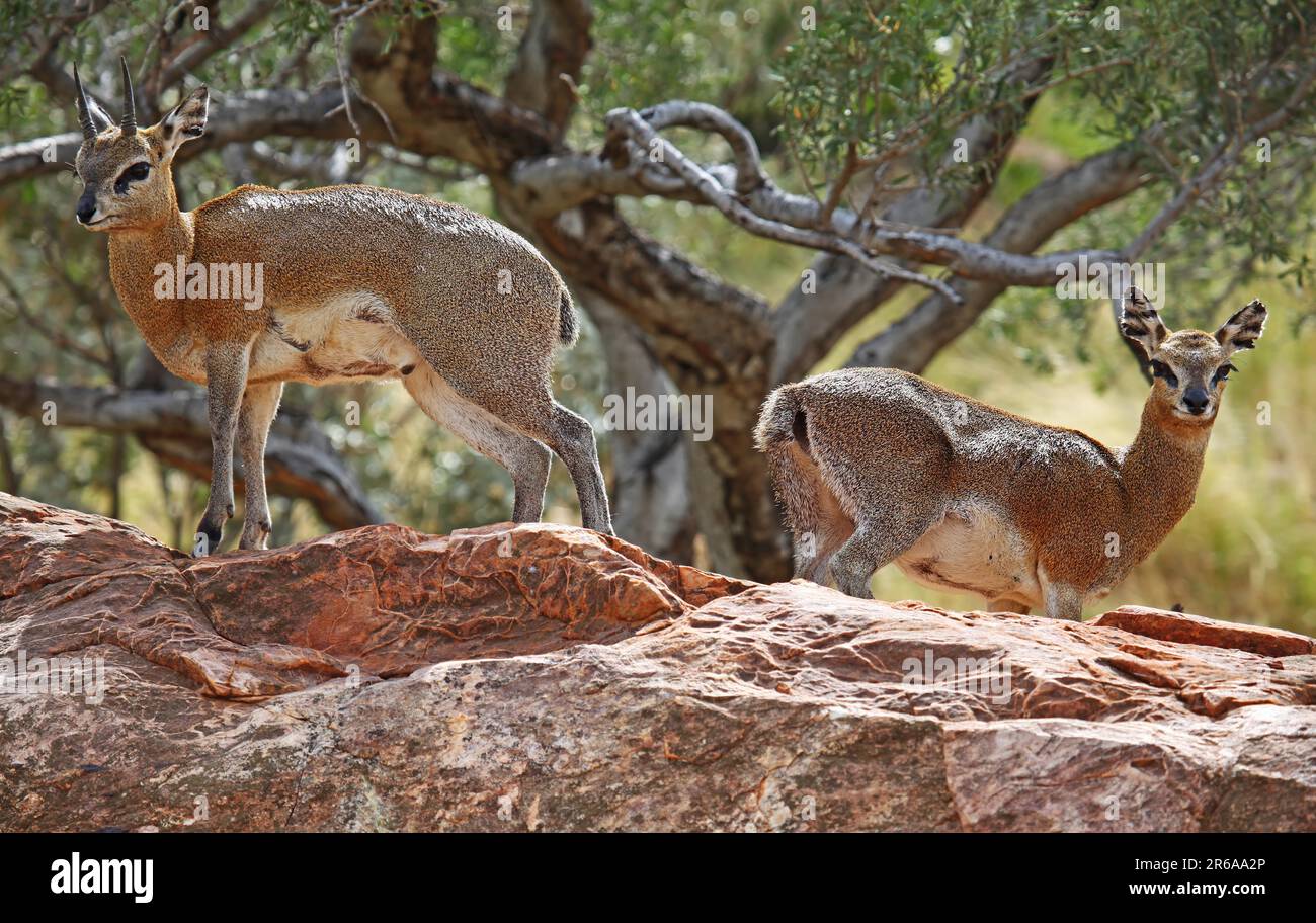 Cliff springer hi-res stock photography and images - Alamy