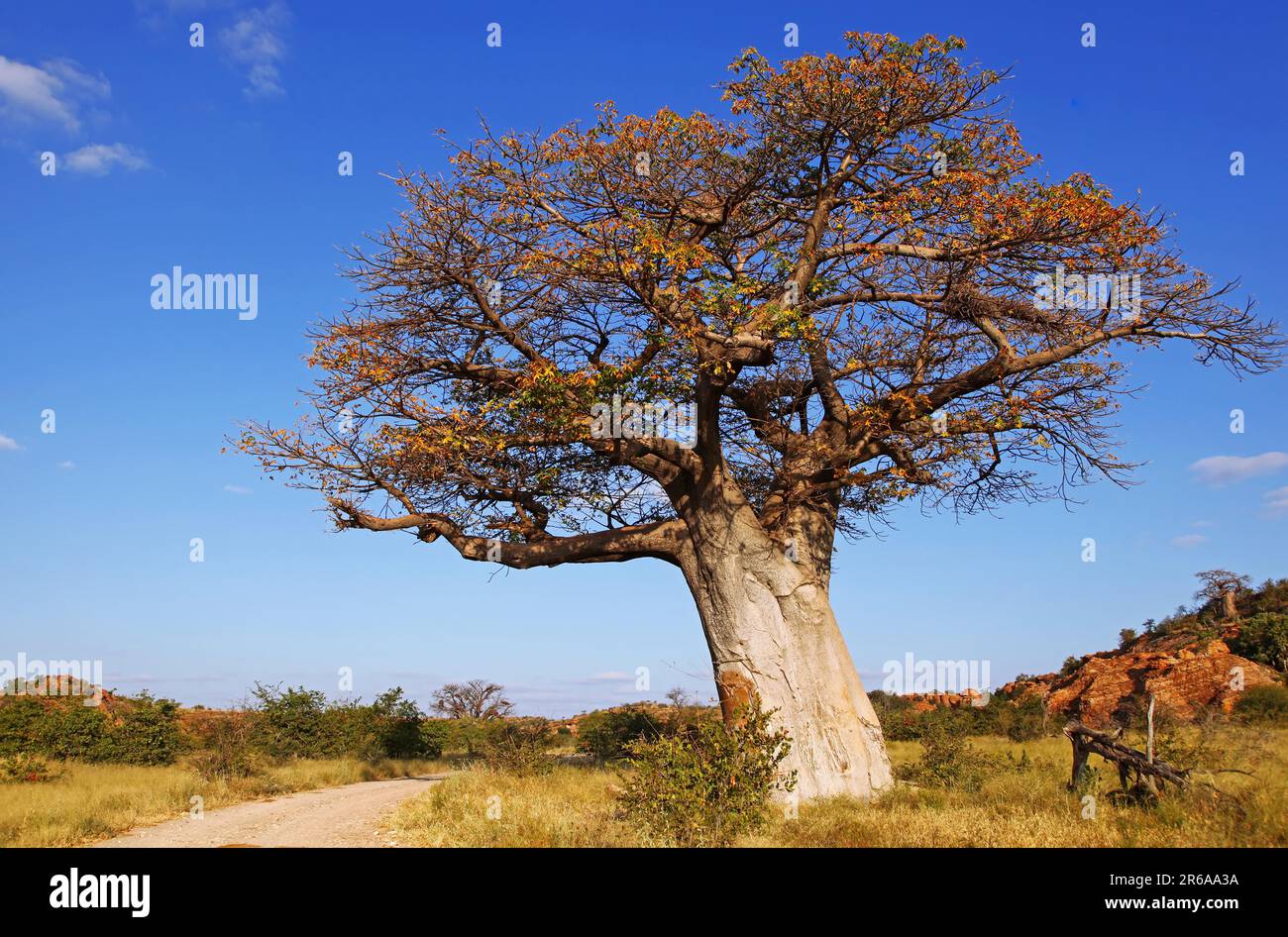 Affenbrotbaum, Mapungubwe-Nationalpark, S Stock Photo - Alamy
