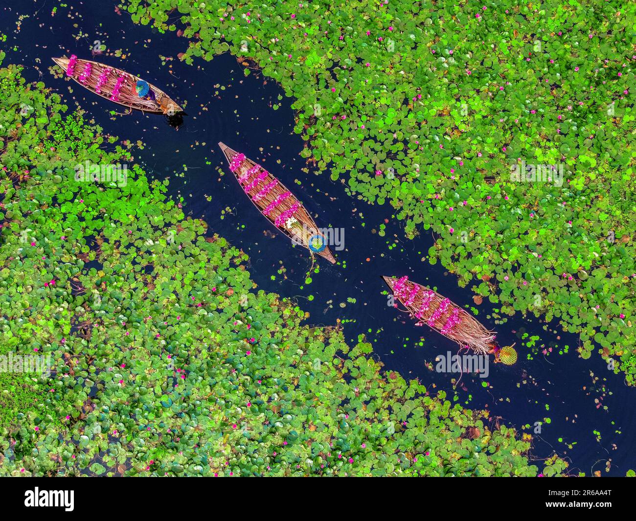June 8, 2023, Barishal, Barishal, Bangladesh: Farmers are seen floating ...