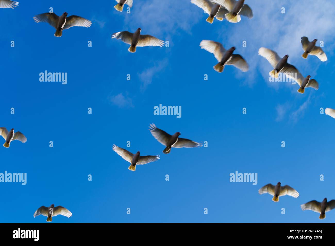 Australian corella birds in flight abstract view with a blue sky ...