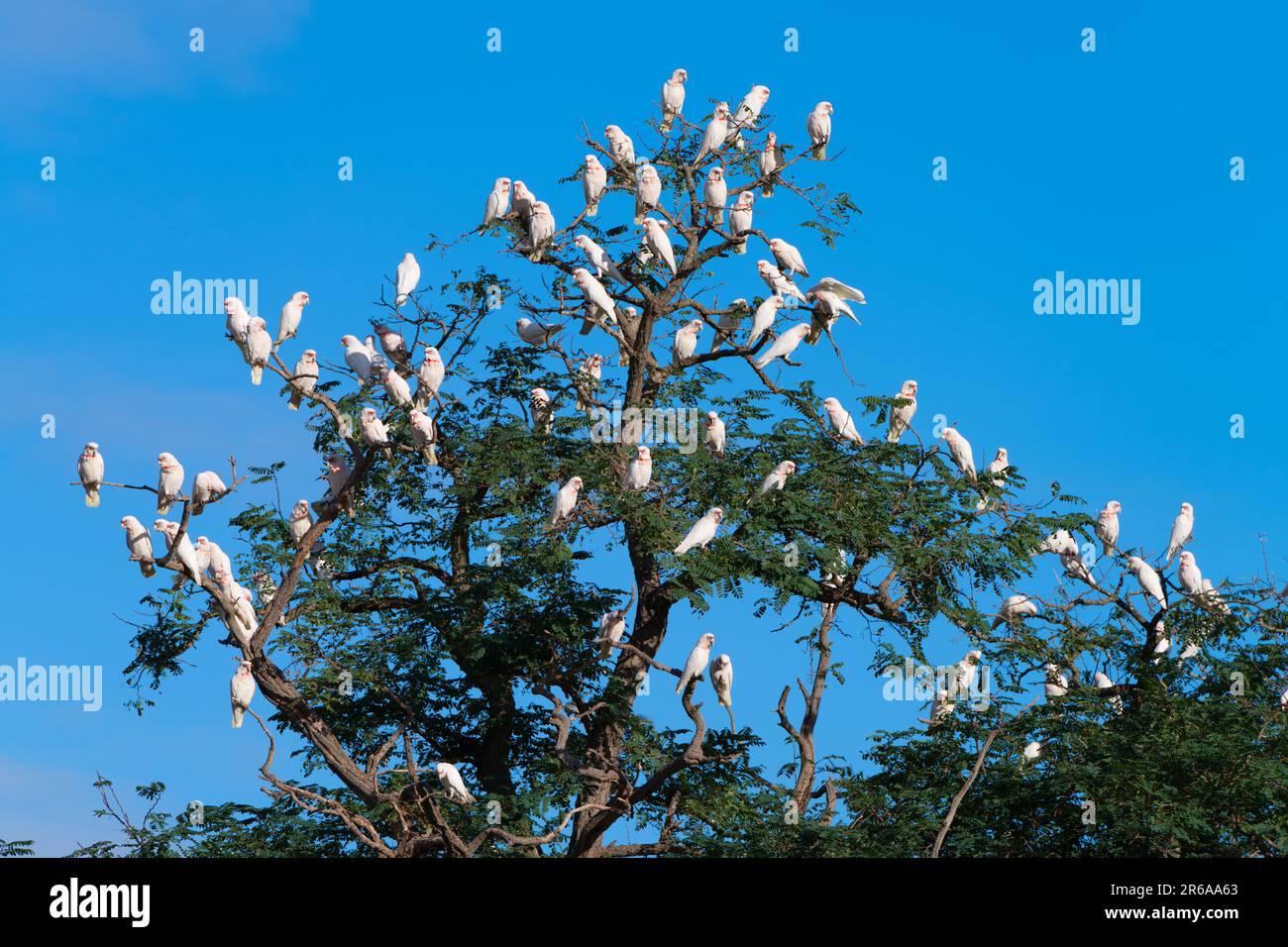 Native corella birds in tree top together with a blue sky background ...